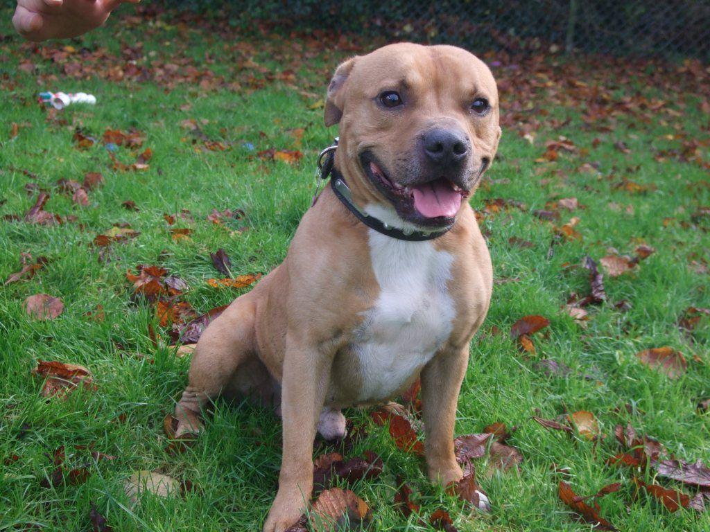 Staffy Wallpapers - Wallpaper Cave