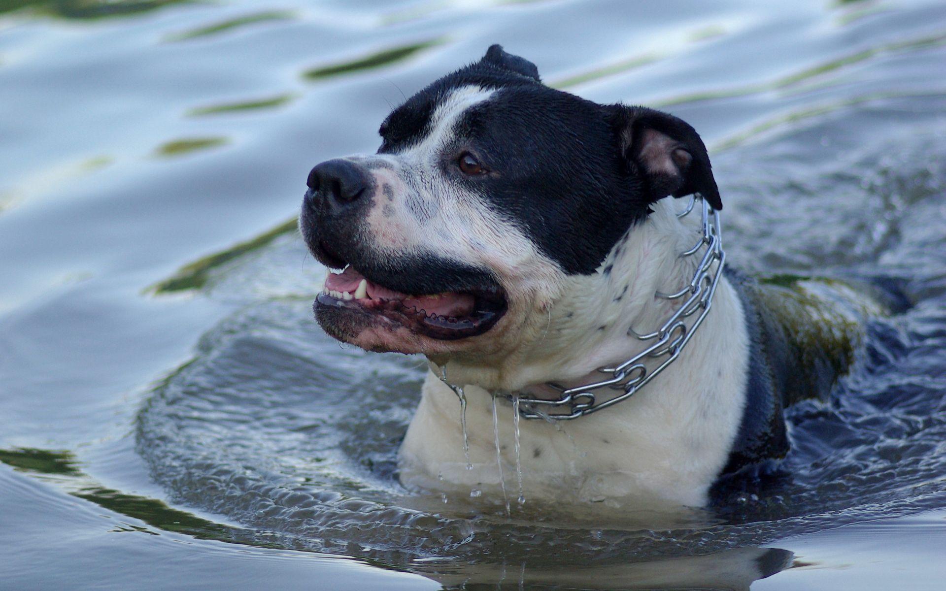 Staffy Wallpapers - Wallpaper Cave