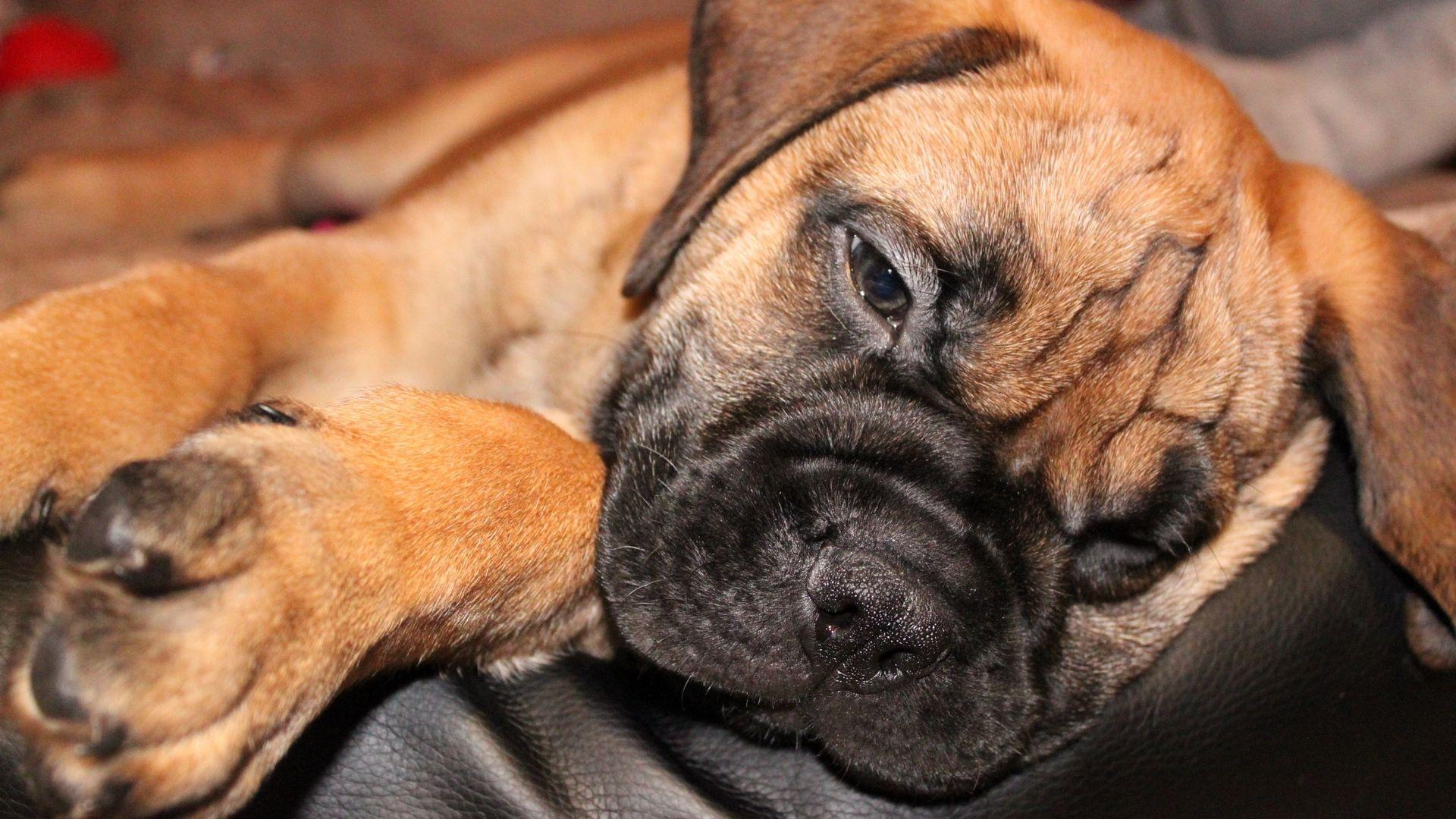 Pretty Bullmastiff Puppies