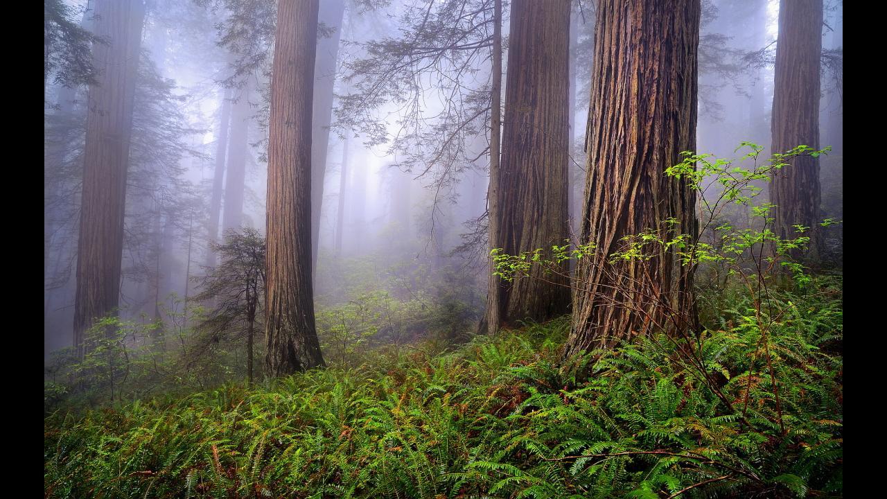 Sequoia Wallpapers - Wallpaper Cave