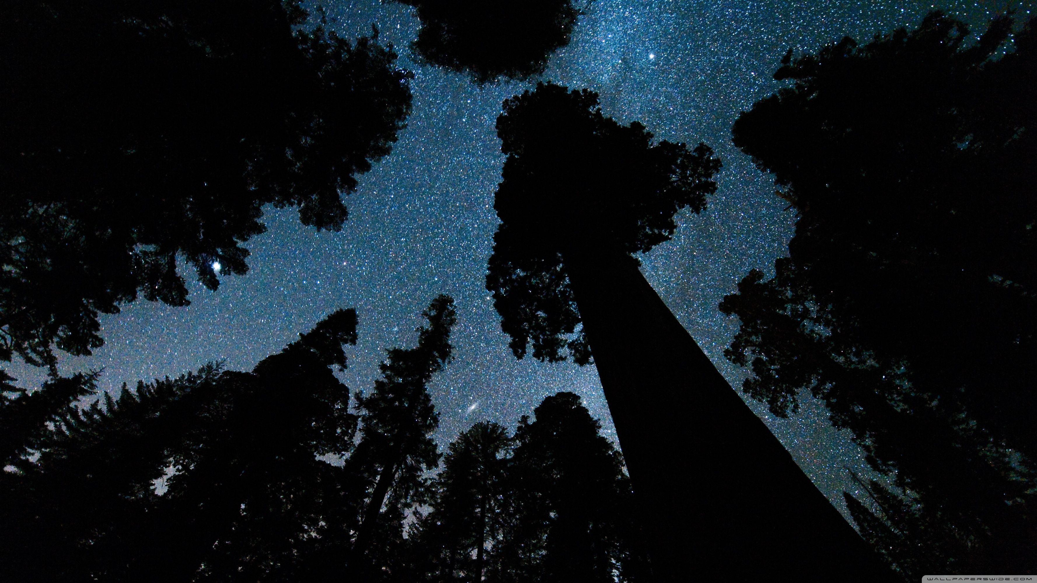 Sequoia Wallpapers - Wallpaper Cave