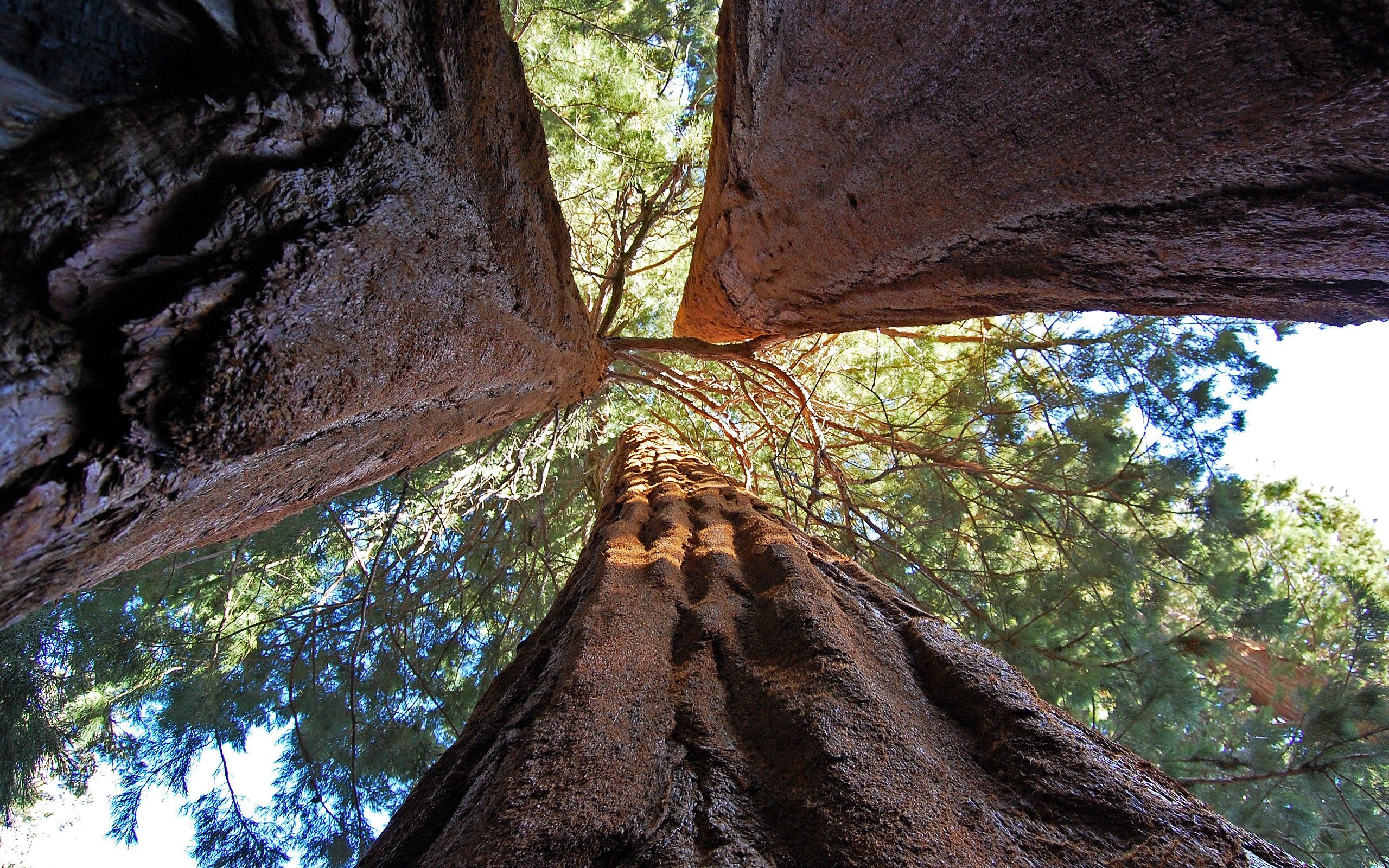 Sequoia Wallpapers - Wallpaper Cave