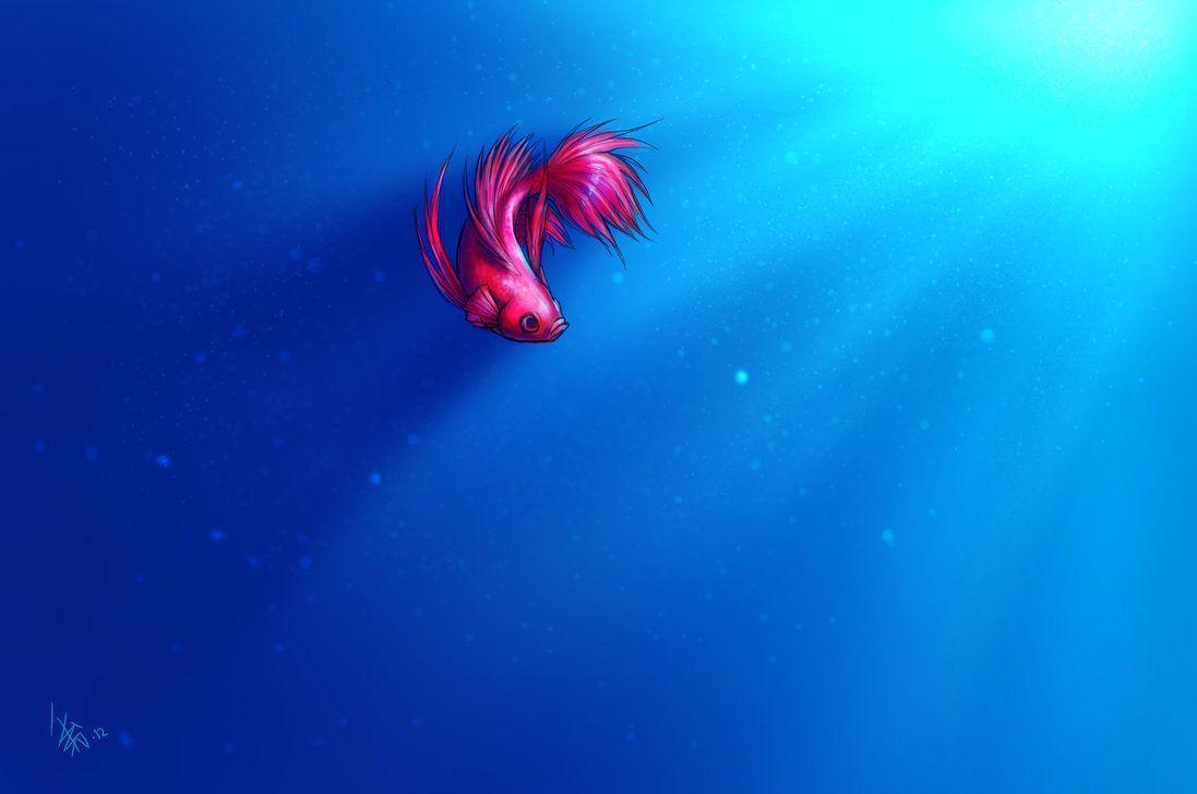 Fighting Fish Wallpapers - Wallpaper Cave
