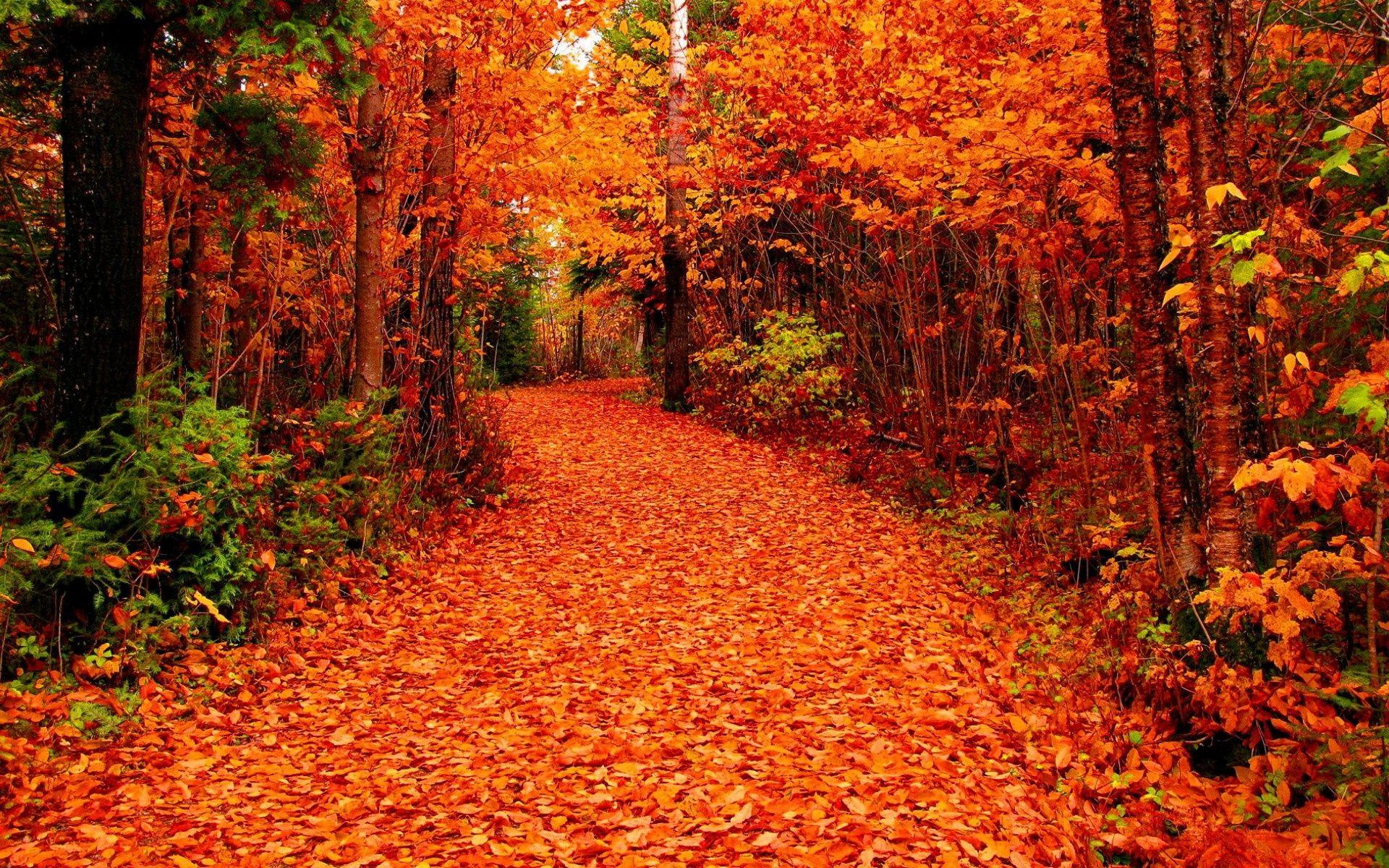 Autumnal Wallpapers - Wallpaper Cave