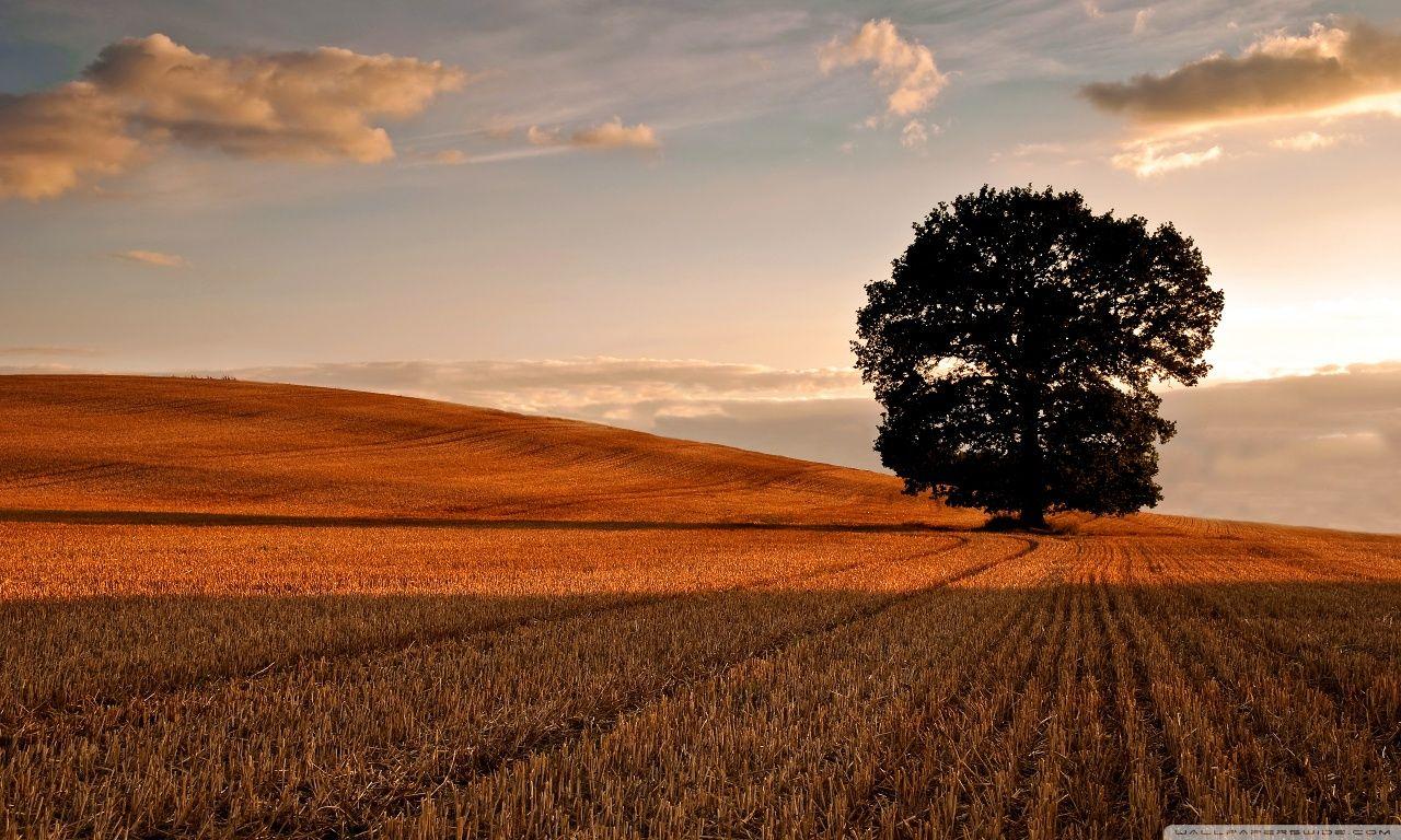 Field Wallpapers - Wallpaper Cave