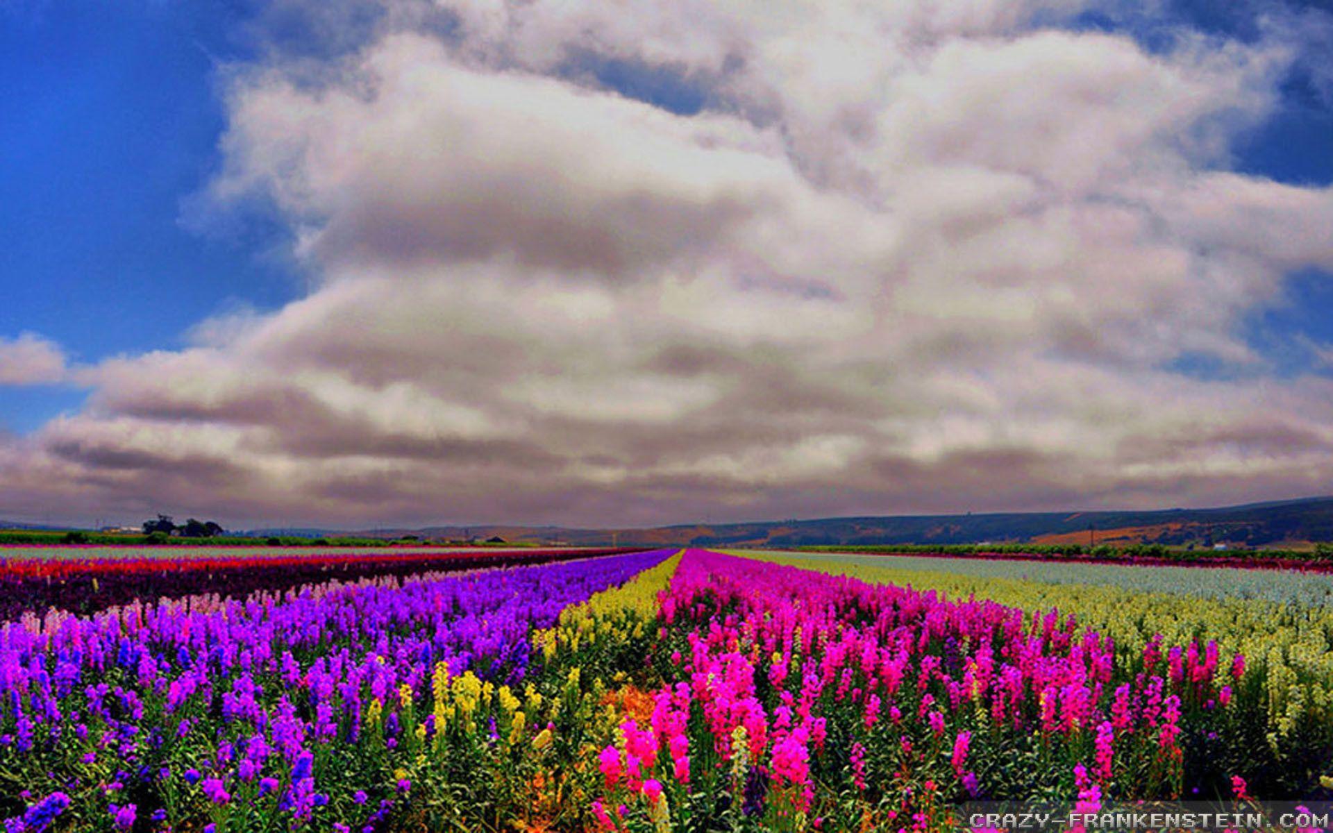 Field Wallpapers - Wallpaper Cave