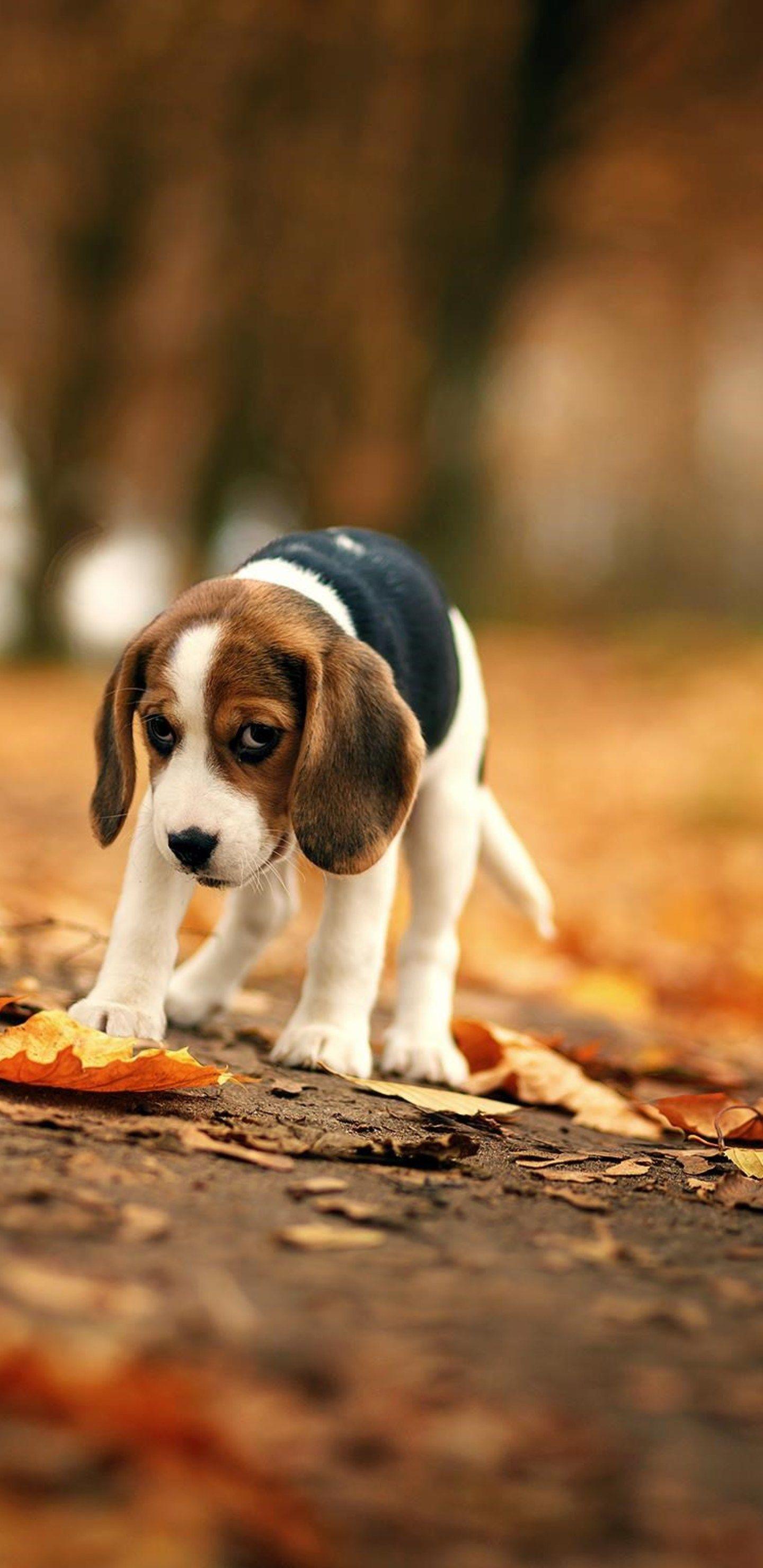 Beagle Dog Wallpapers - Wallpaper Cave