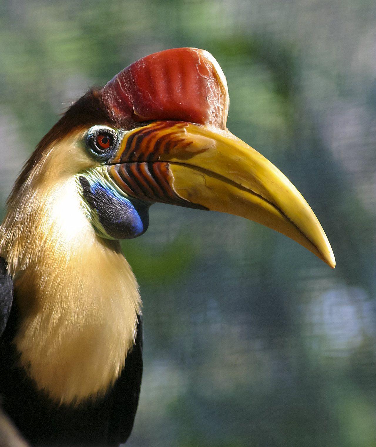 Hornbill Wallpapers - Wallpaper Cave