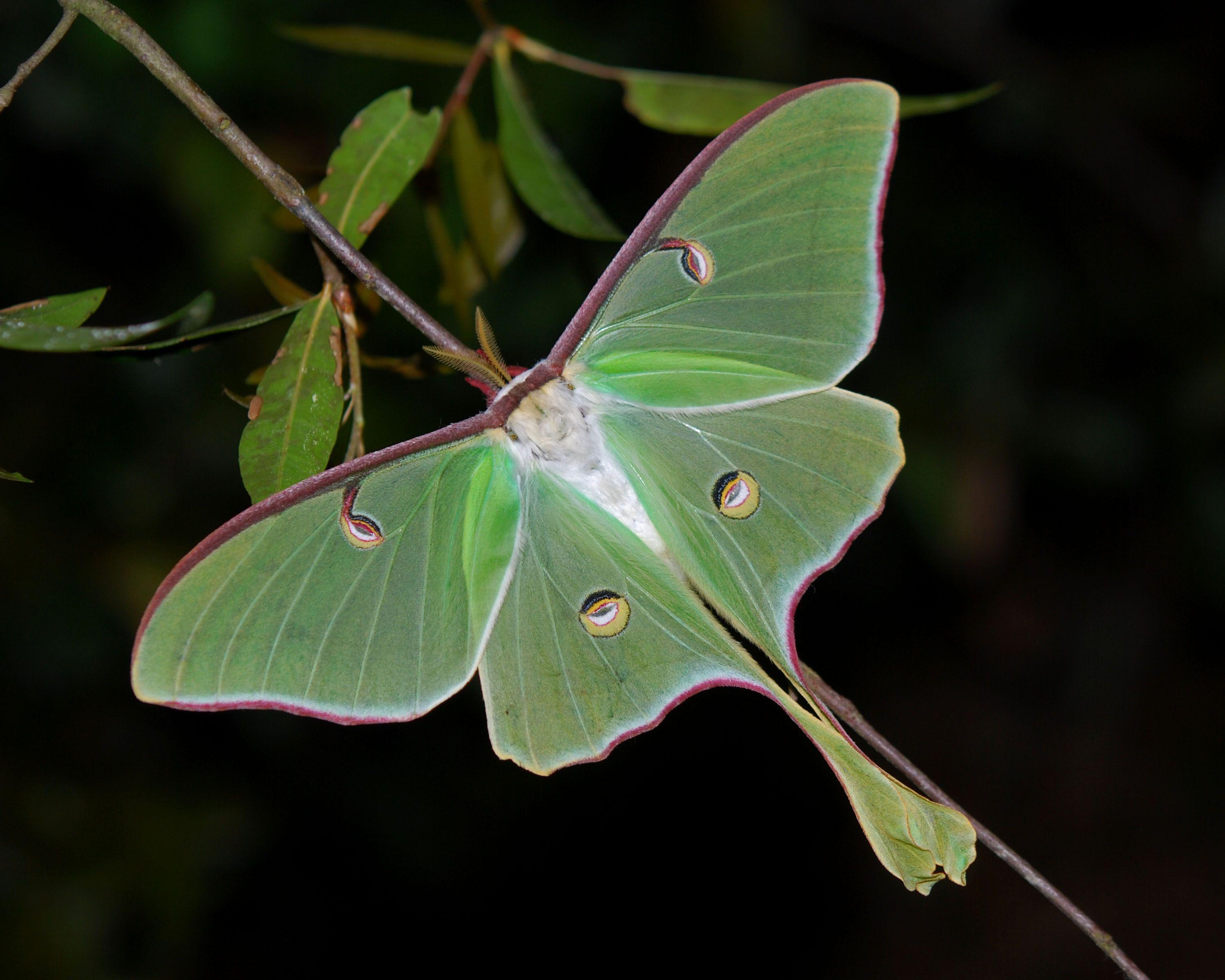 Luna Moth Wallpapers Wallpaper Cave