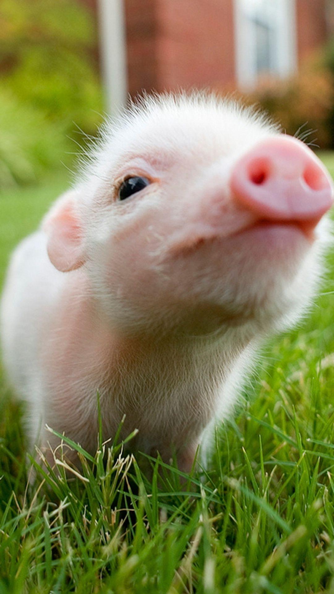 Piggy Wallpapers - Wallpaper Cave