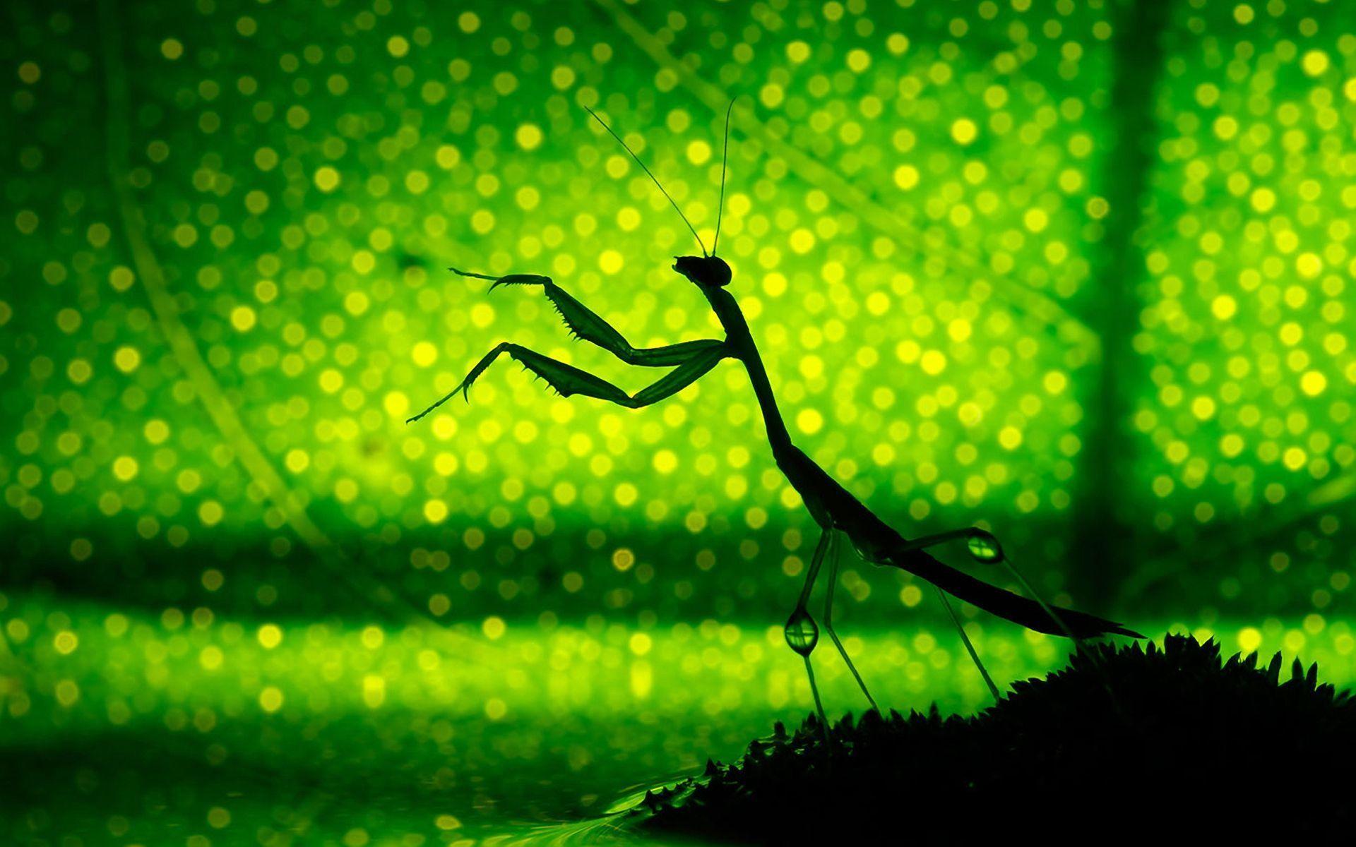 Mantis Wallpapers - Wallpaper Cave