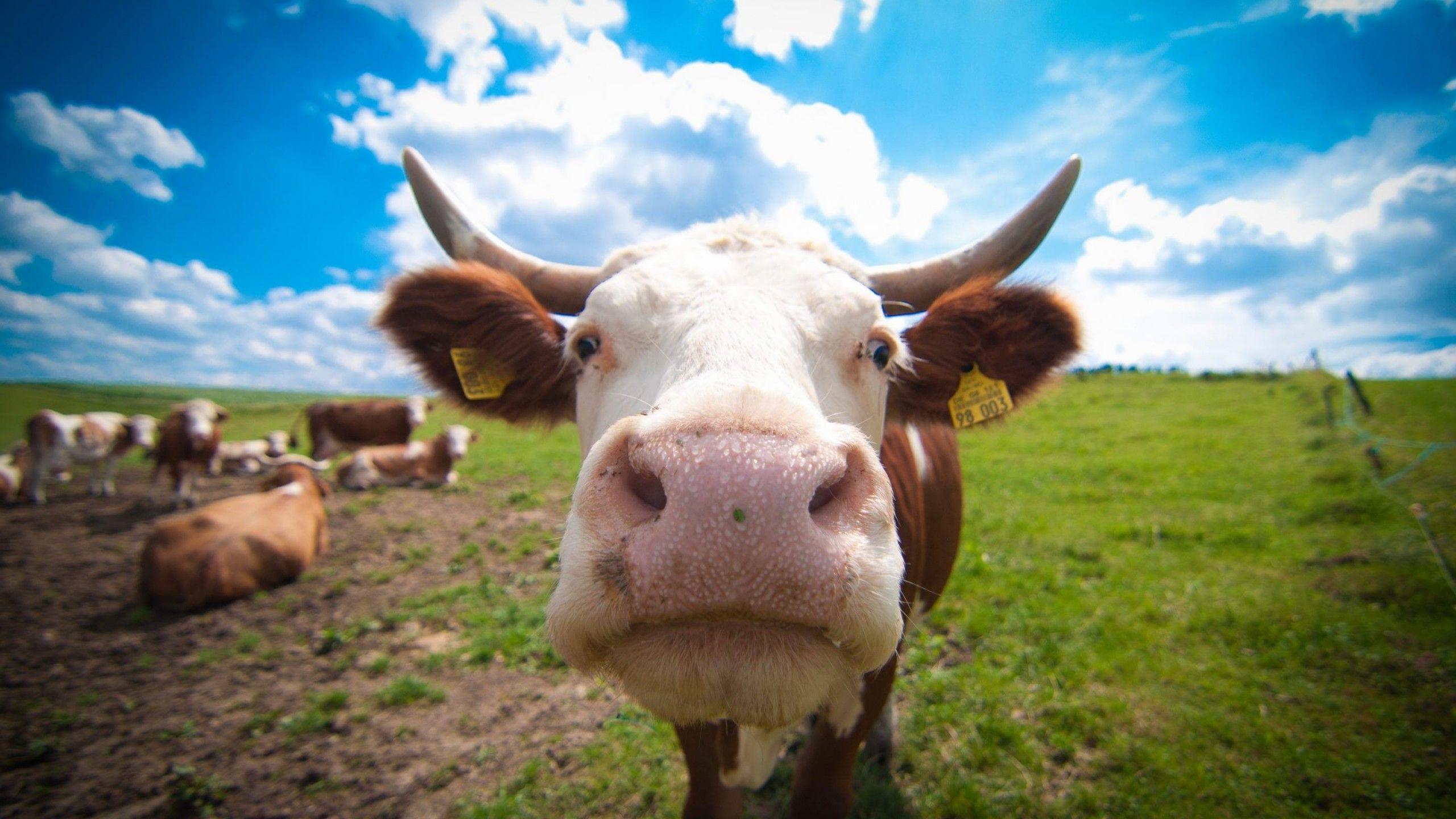 Cow HD Wallpapers - Wallpaper Cave