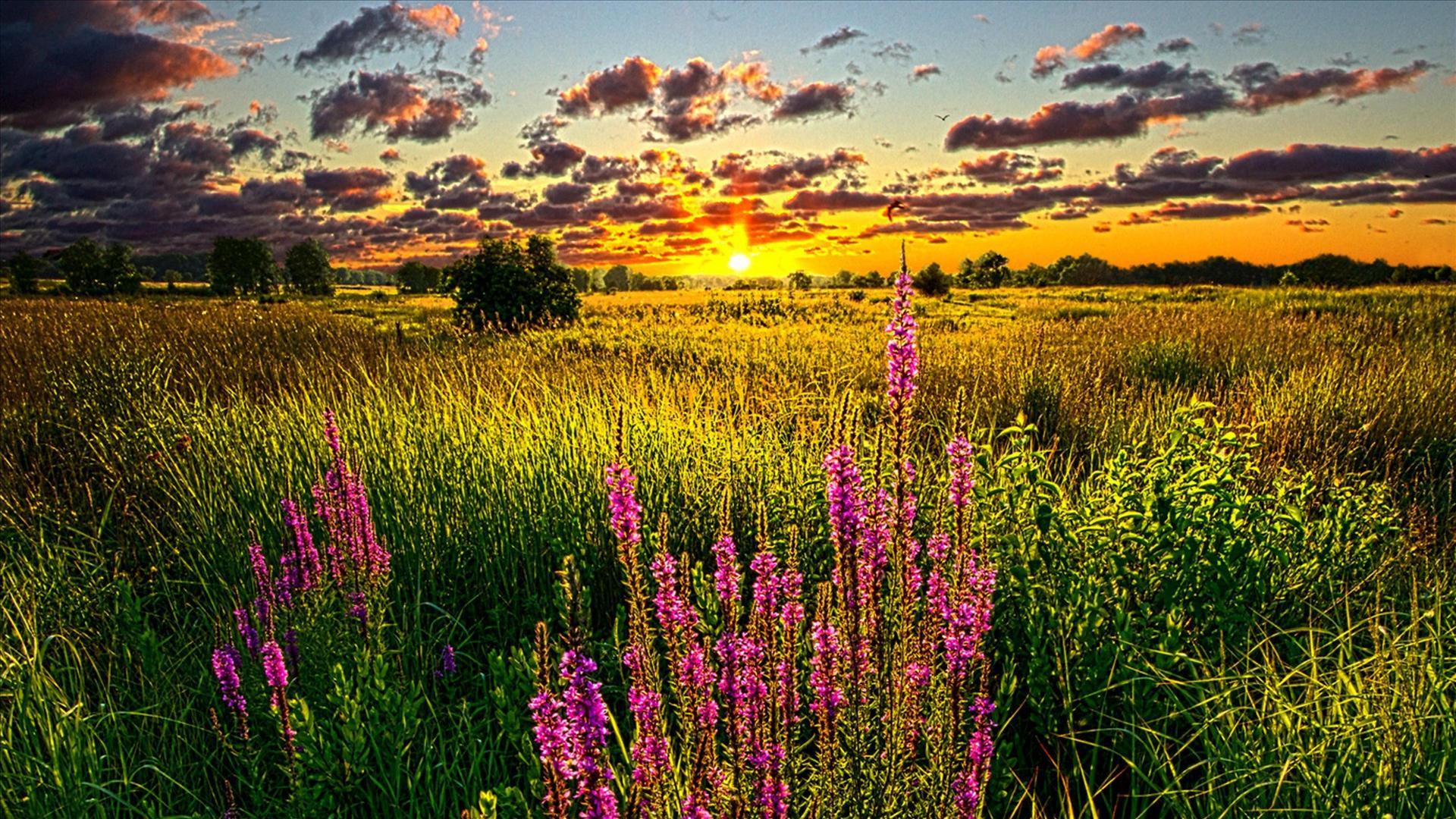 New HDwallpapers - Wallpaper Cave