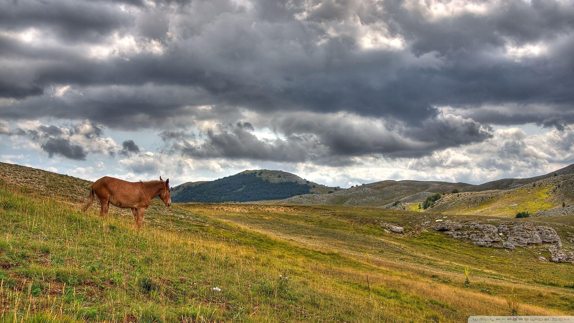 Donkey Wallpapers - Wallpaper Cave