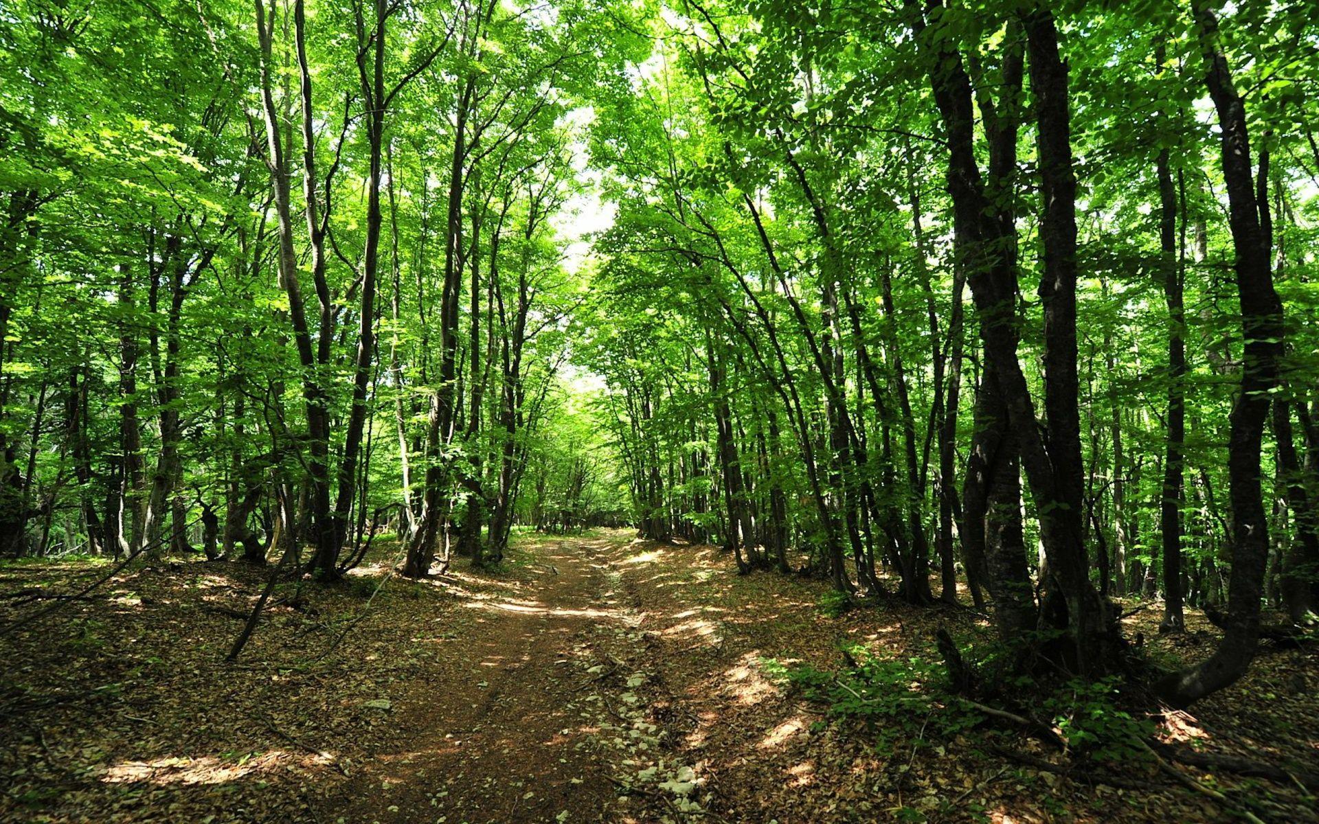 Forest Pic For Backgrounds - Wallpaper Cave