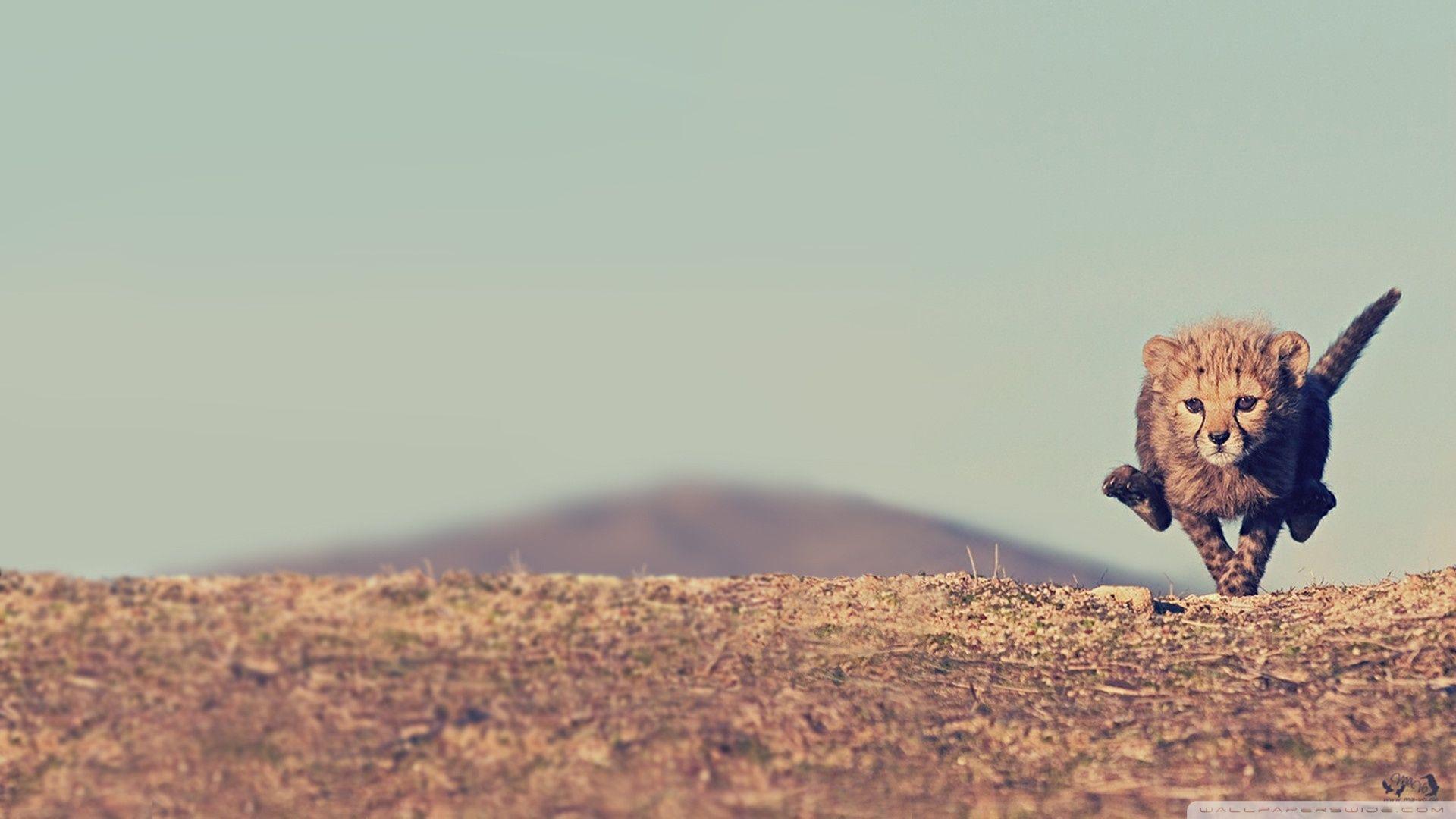 Cheetah Desktop Wallpapers - Wallpaper Cave