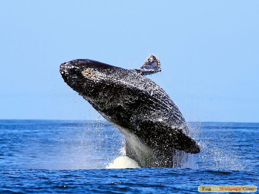 Wheal Fish Wallpapers - Wallpaper Cave