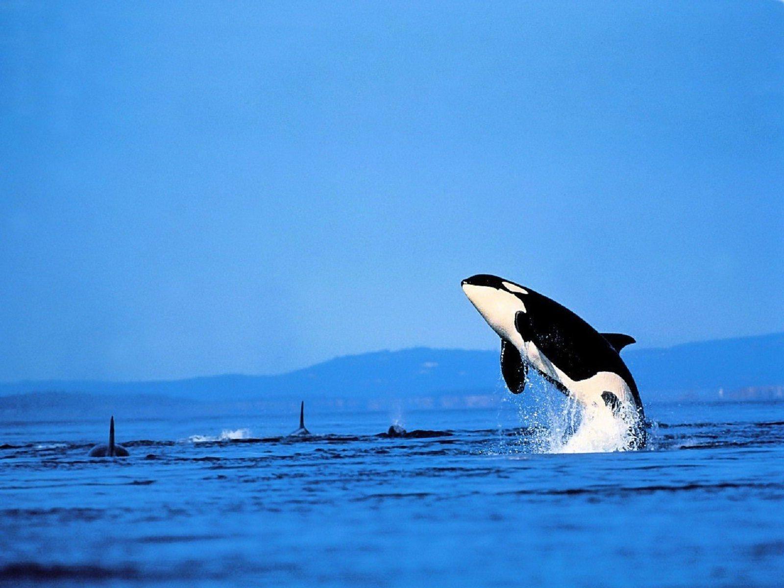 Wheal Fish Wallpapers - Wallpaper Cave