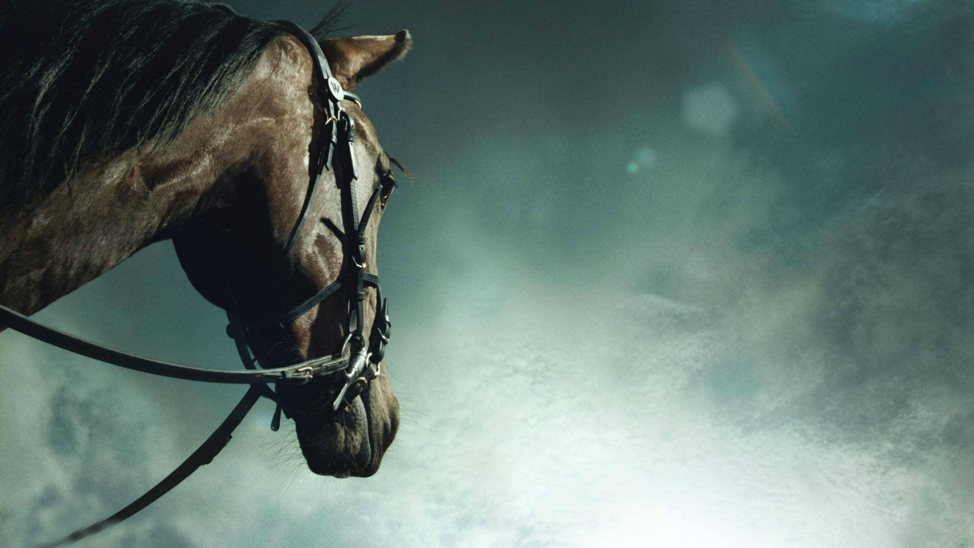 Horse Wallpapers HD - Wallpaper Cave