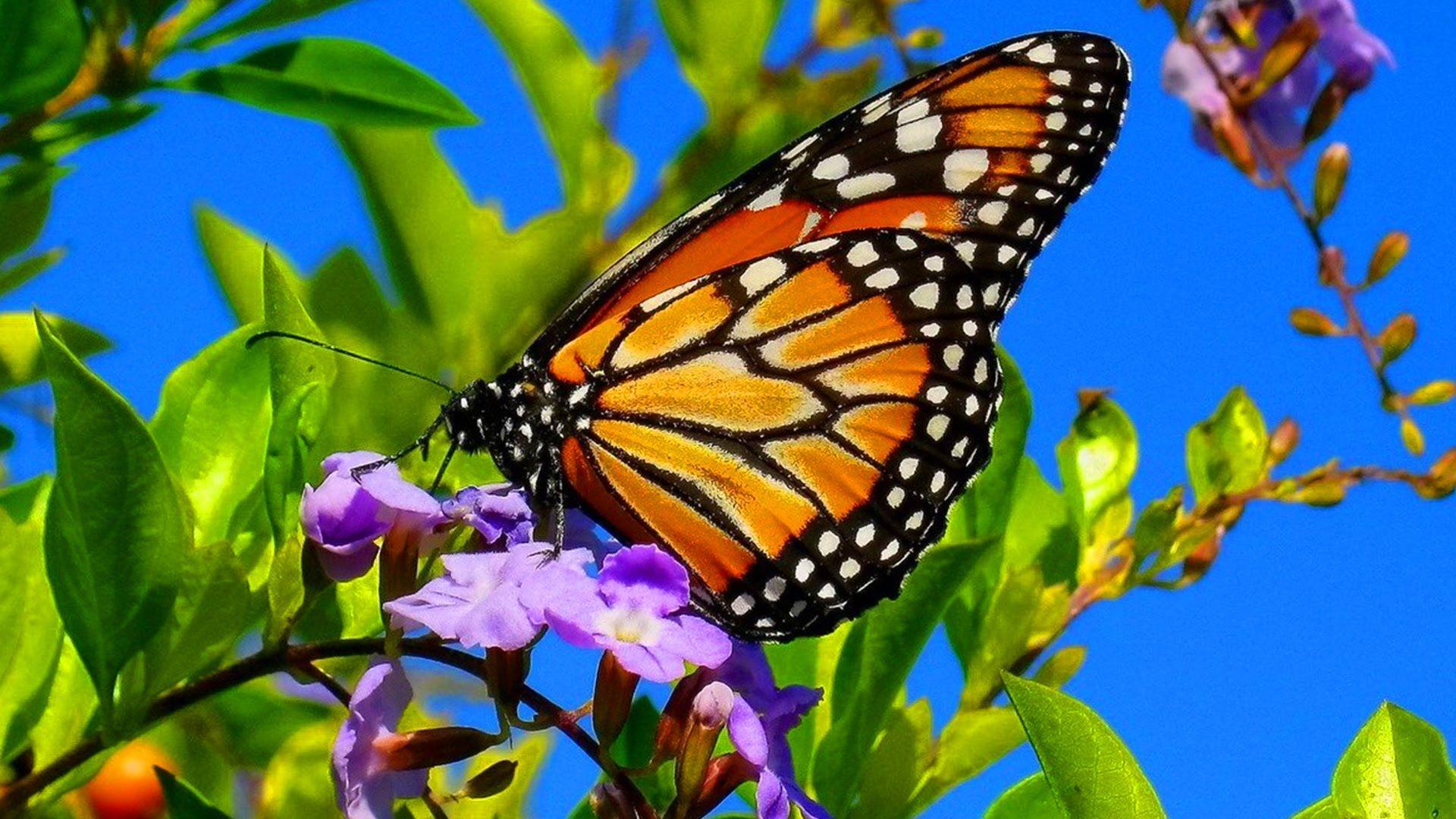World Best Butterfly HD Wallpapers - Wallpaper Cave
