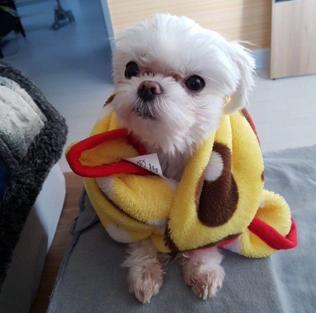 GOT7 Coco Wallpapers - Wallpaper Cave