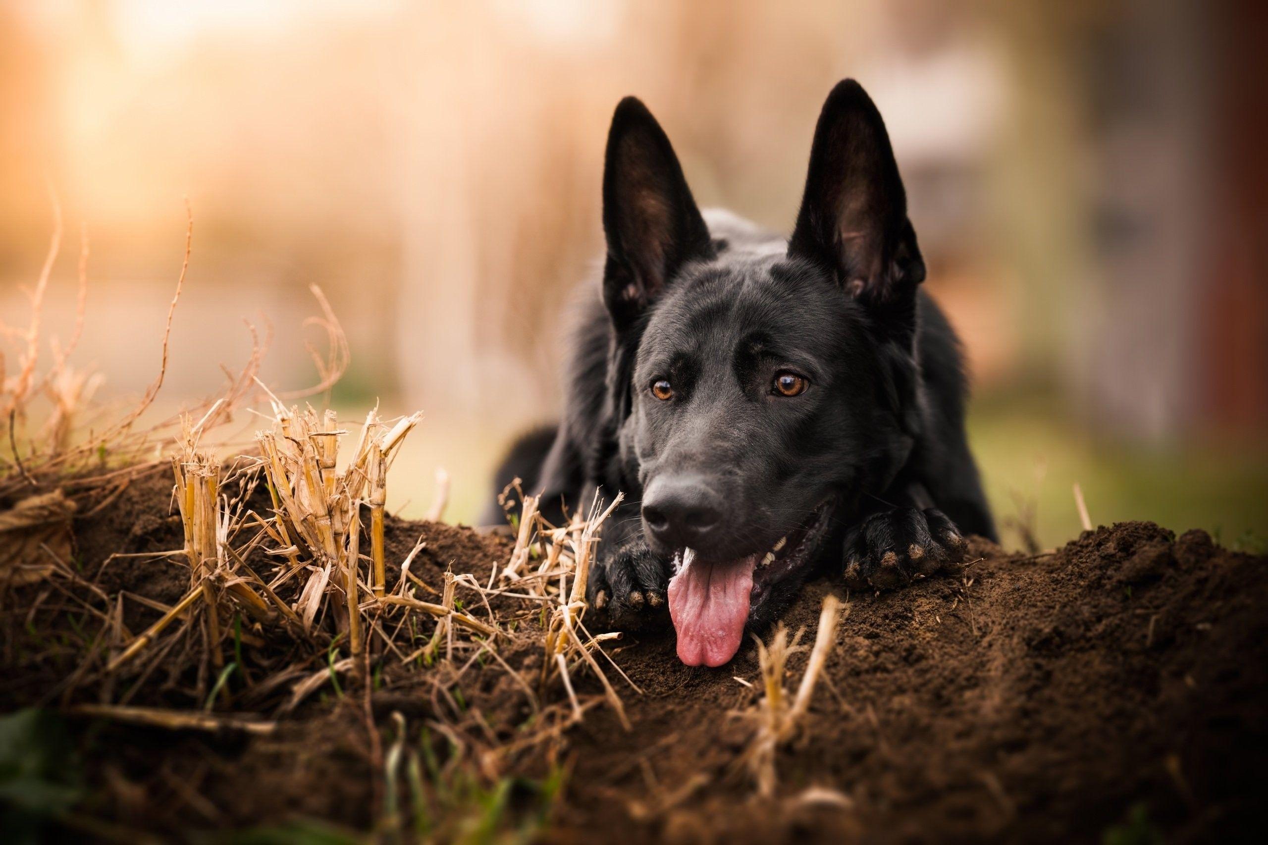 Black Dogs Wallpapers - Wallpaper Cave