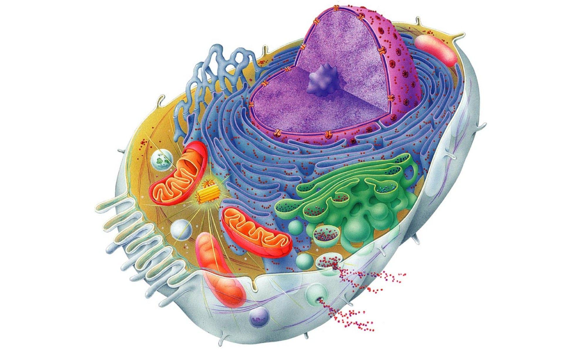 Cell Biology Wallpapers Wallpaper Cave