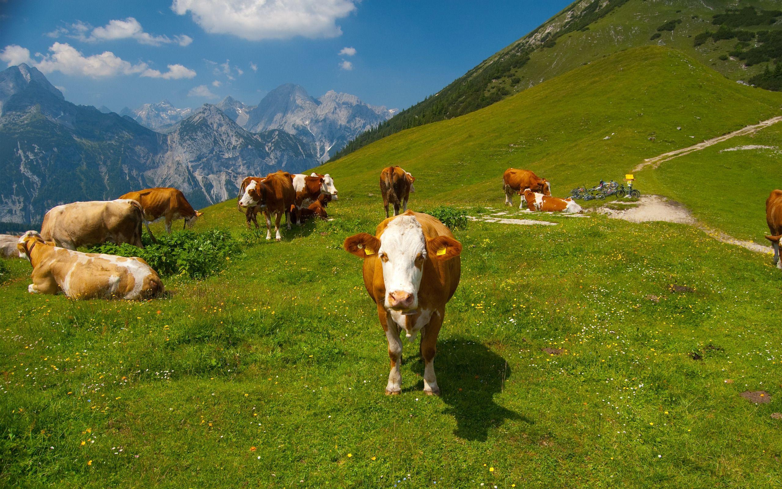 Cows Wallpapers - Wallpaper Cave