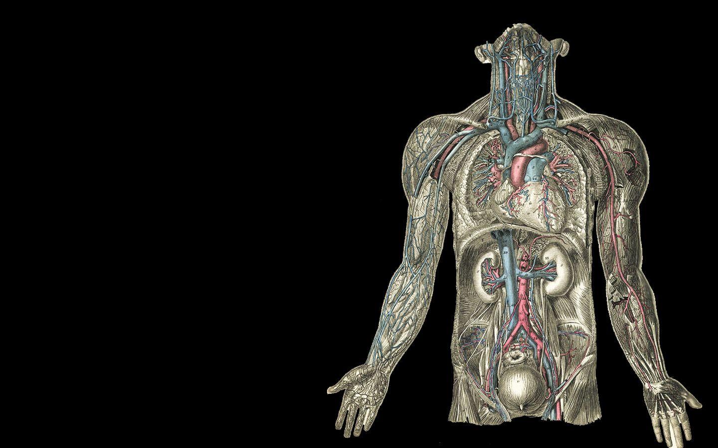 Human Anatomy Wallpapers Wallpaper Cave