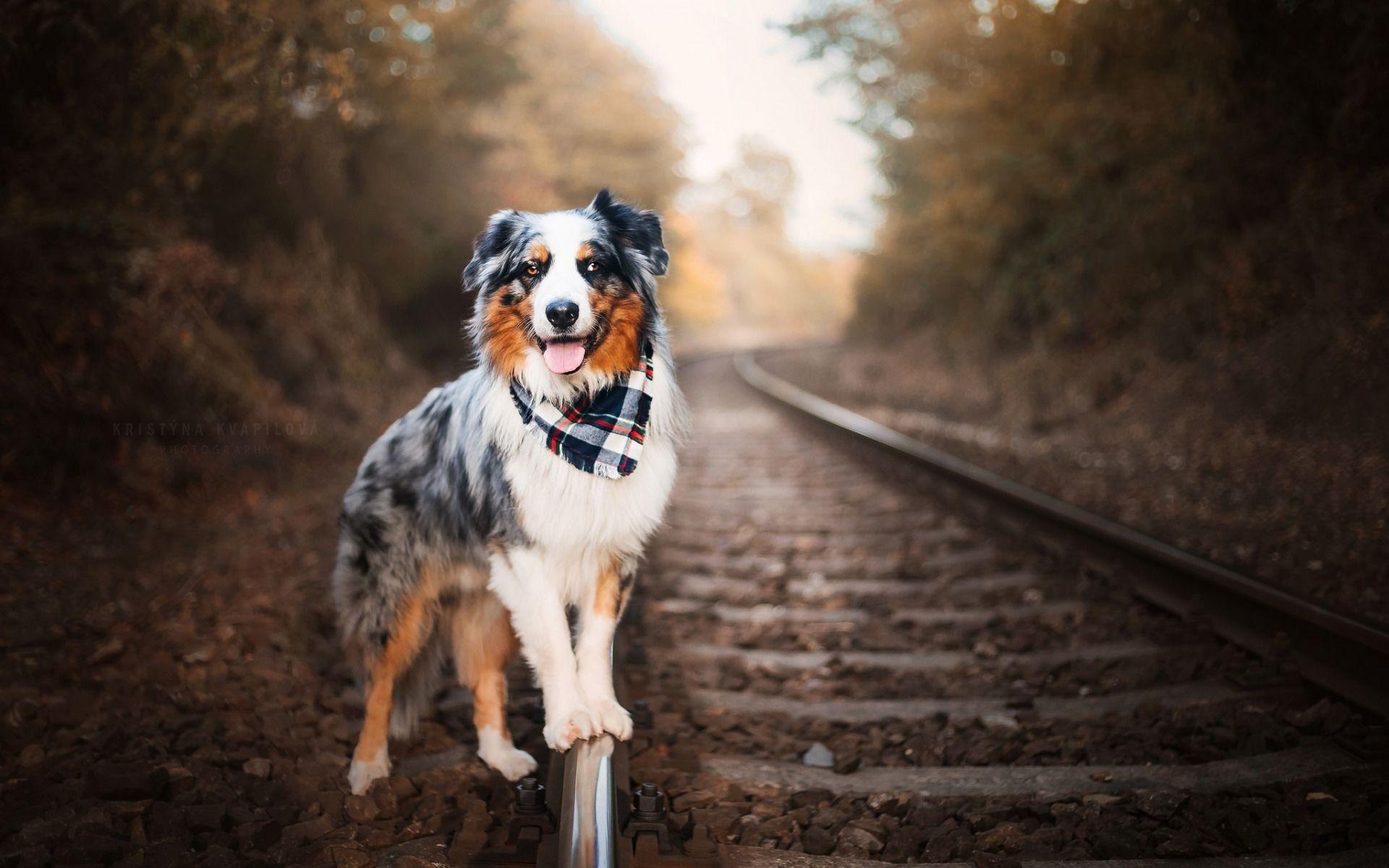 Australian Shepherds Wallpapers - Wallpaper Cave