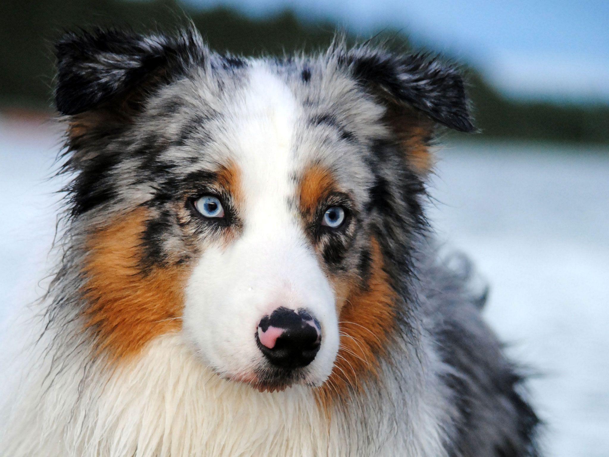 Australian Shepherds Wallpapers - Wallpaper Cave