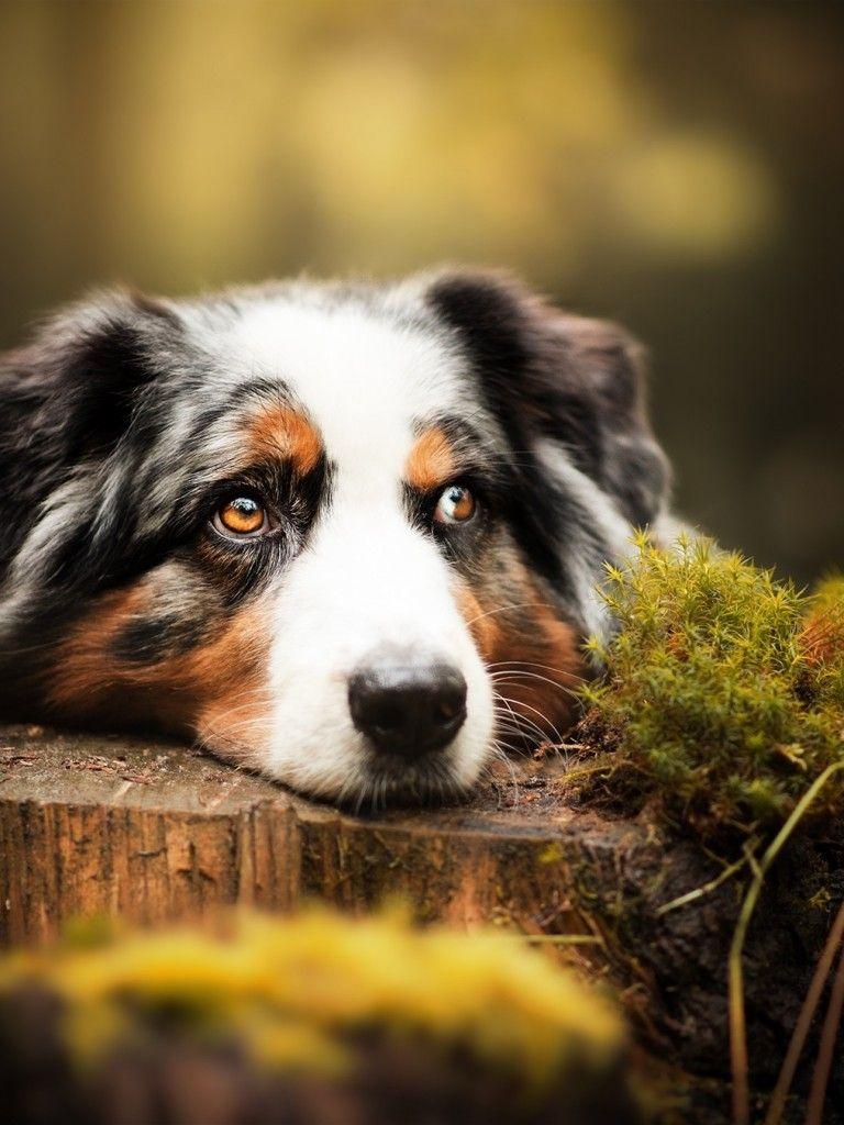 Australian Shepherds Wallpapers - Wallpaper Cave