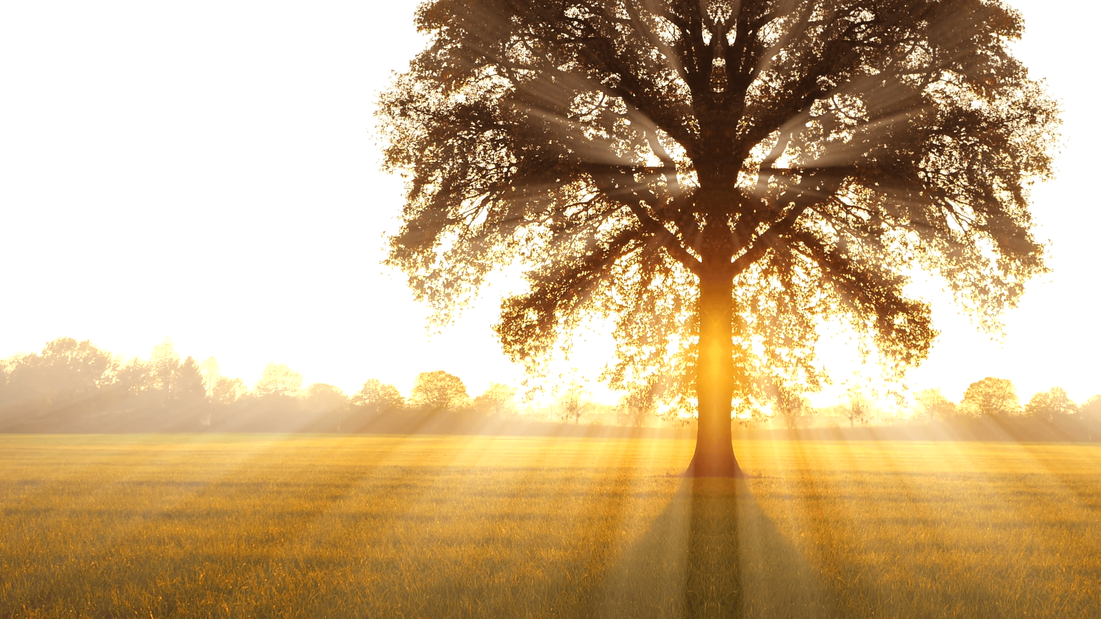 Tree Backgrounds - Wallpaper Cave