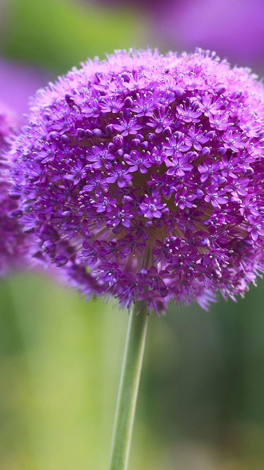 Symphony Wallpapers - Wallpaper Cave