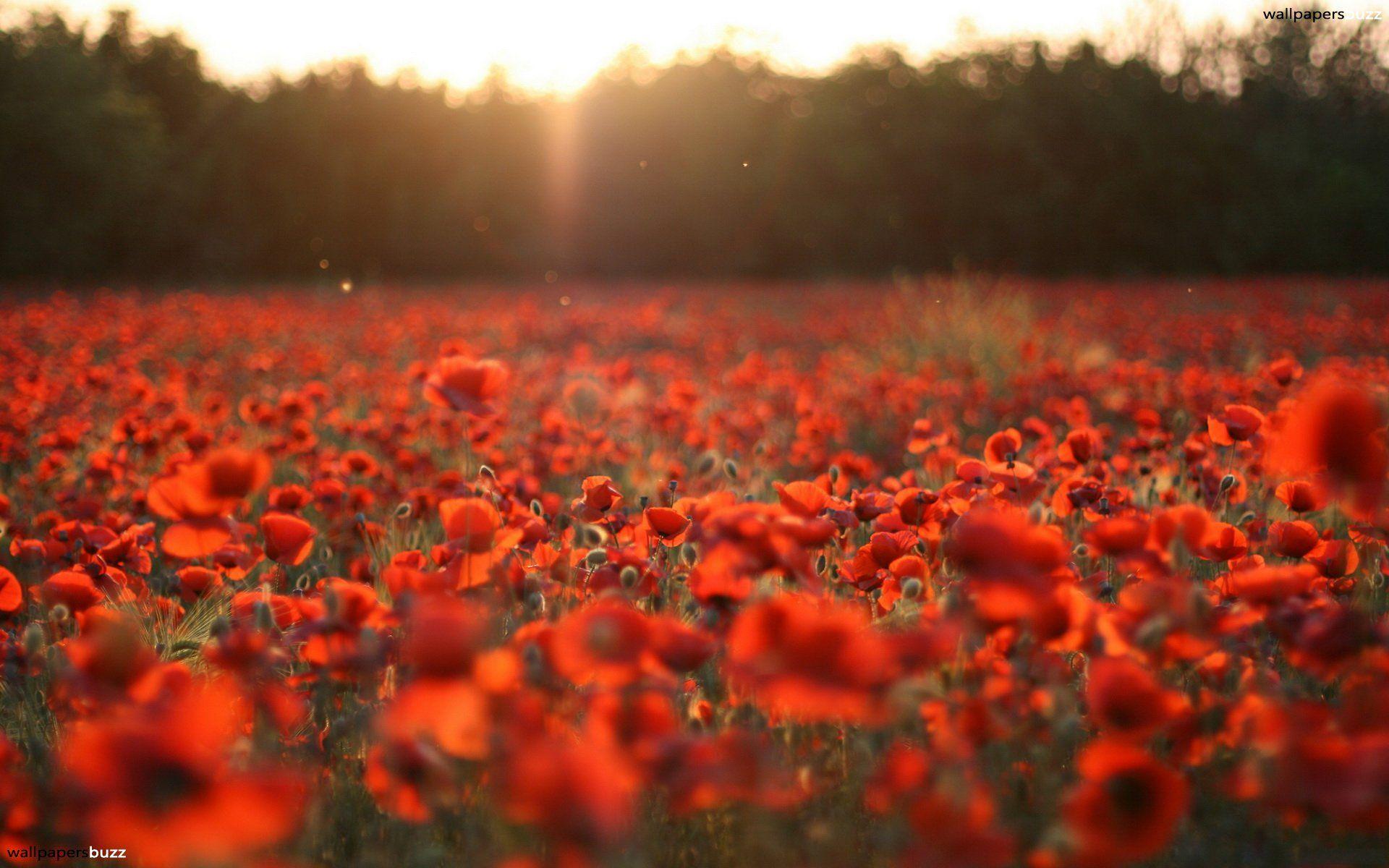 Seeds Wallpapers - Wallpaper Cave