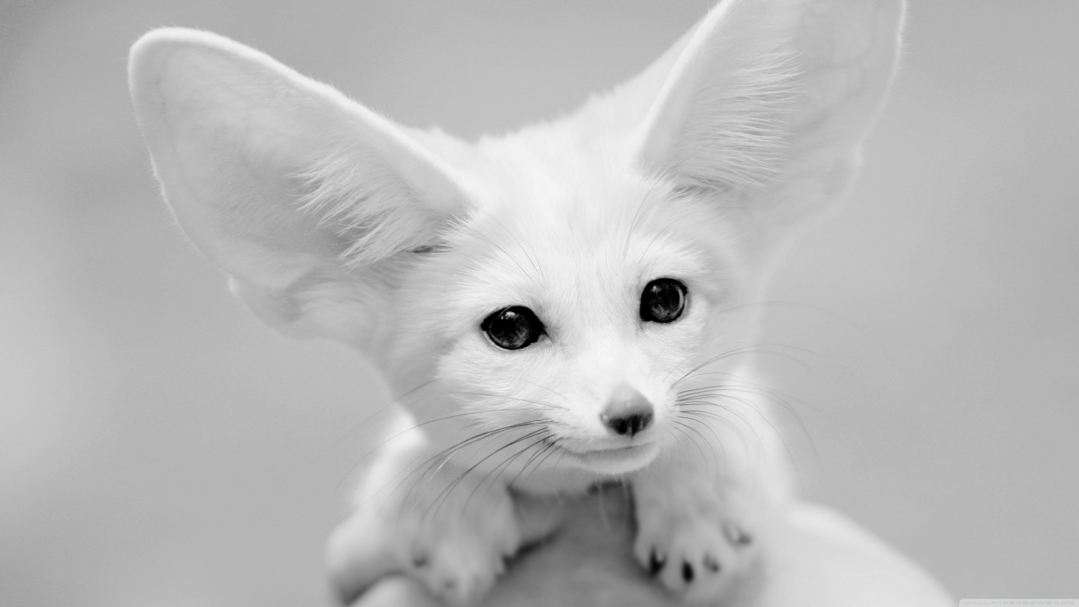 Fennec Wallpapers - Wallpaper Cave