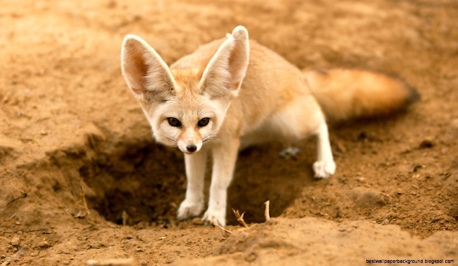 Fennec Wallpapers - Wallpaper Cave