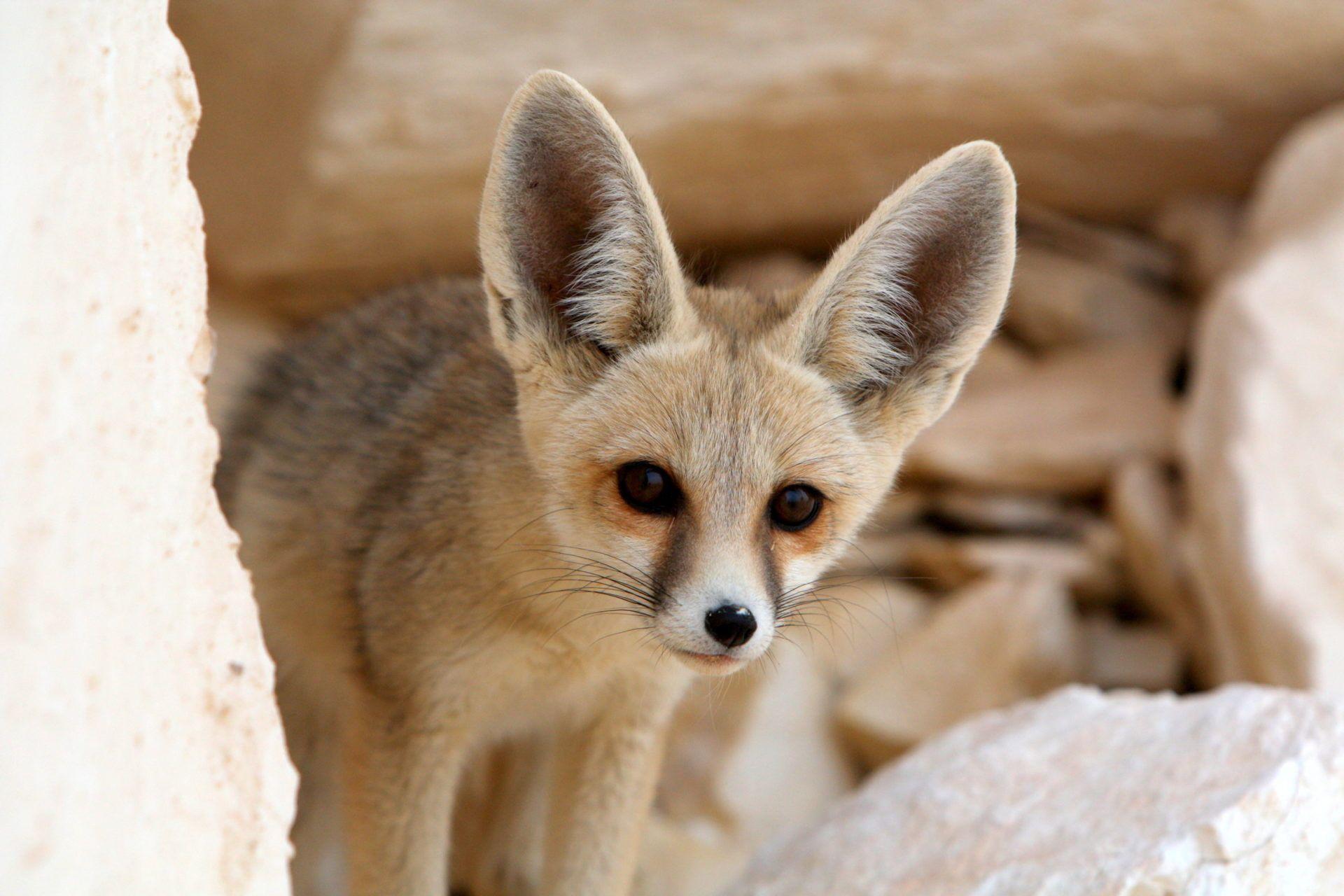 Fennec Wallpapers - Wallpaper Cave
