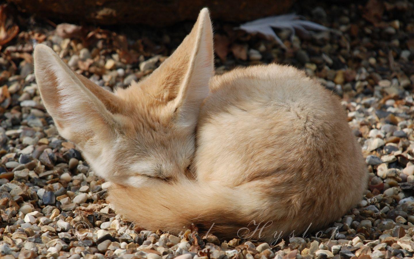 Fennec Wallpapers - Wallpaper Cave