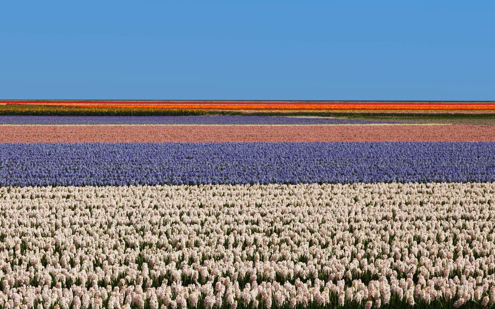 Belanda Wallpapers - Wallpaper Cave