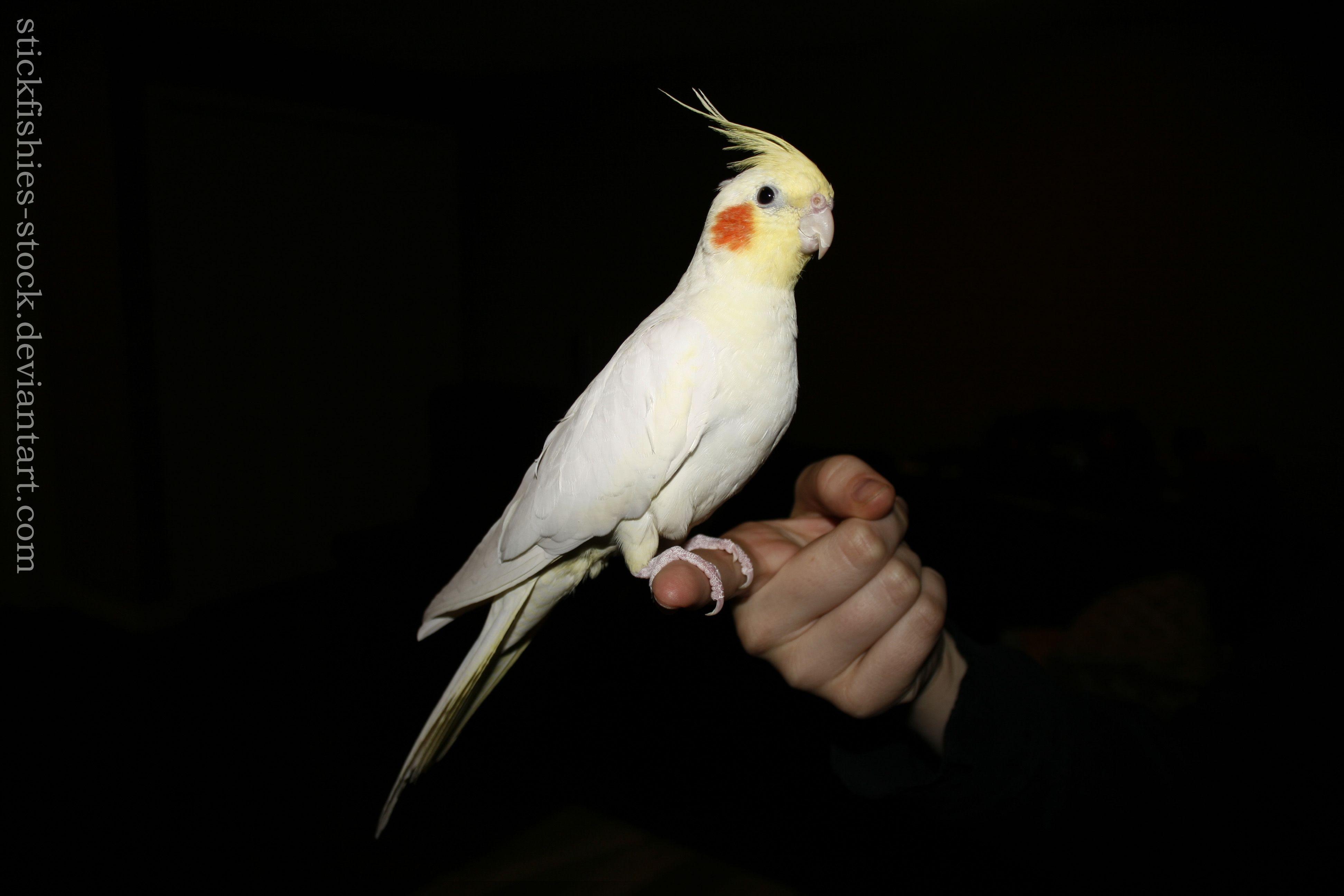 Cockatiel Bird Wallpapers - Wallpaper Cave