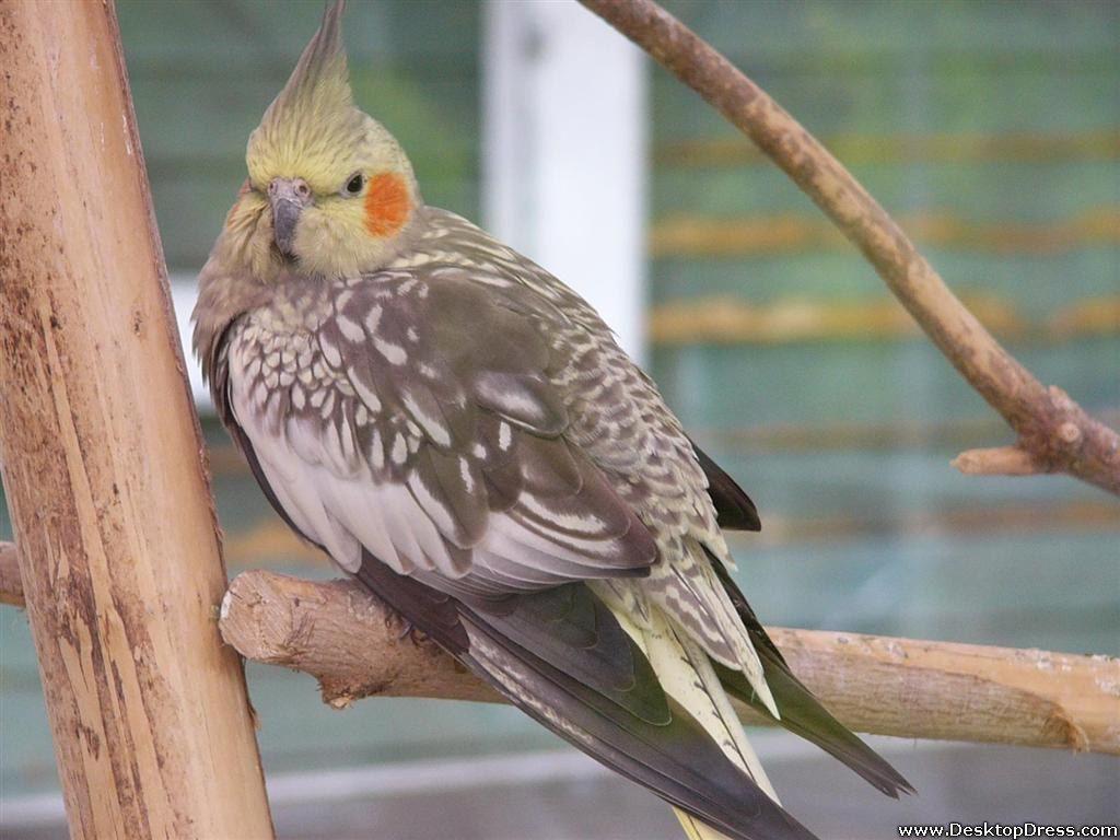 Cockatiel Bird Wallpapers - Wallpaper Cave