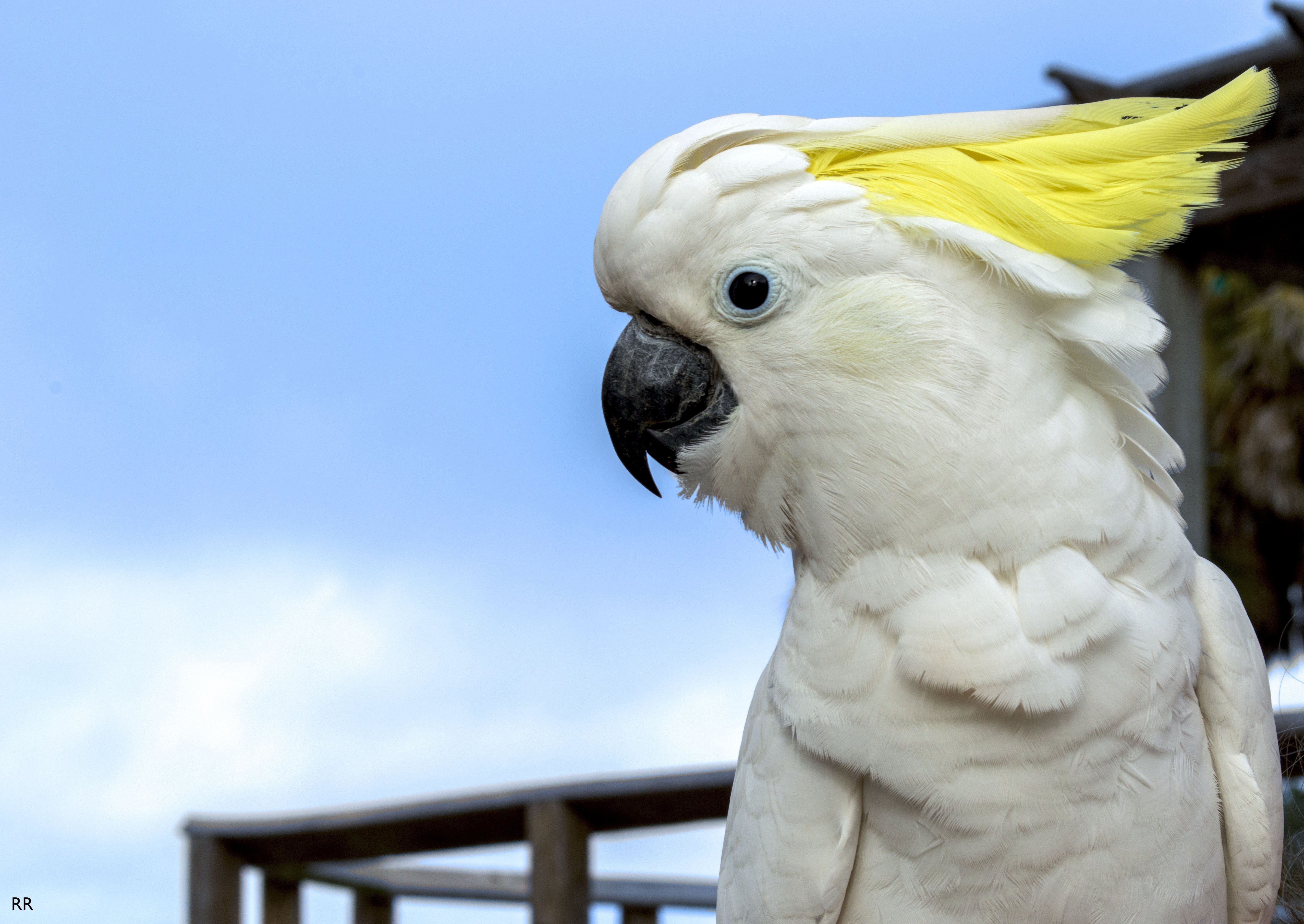 Cockatiel Bird Wallpapers Wallpaper Cave