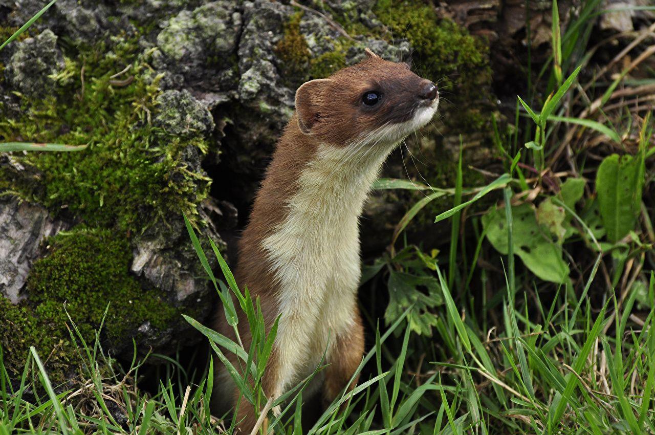 Weasel Wallpapers - Wallpaper Cave