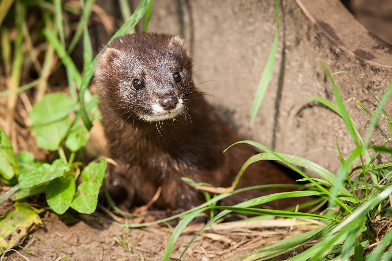 Weasel Wallpapers - Wallpaper Cave