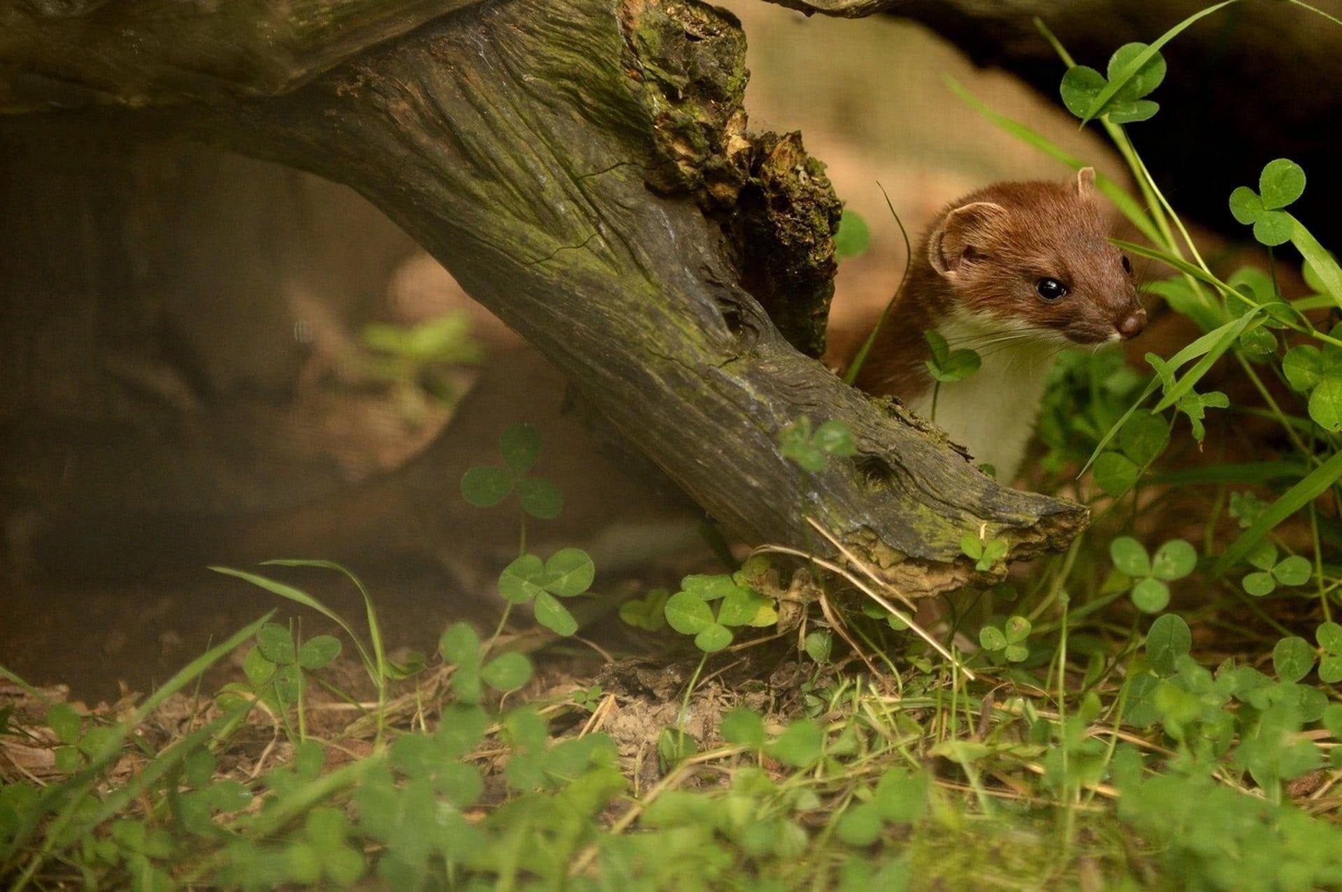 Weasel Wallpapers - Wallpaper Cave