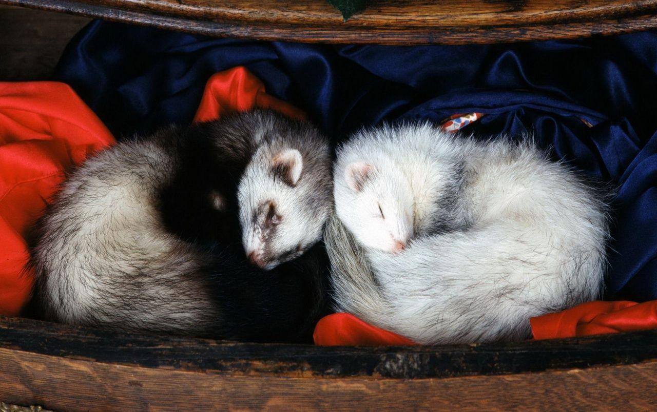 Weasel Wallpapers - Wallpaper Cave