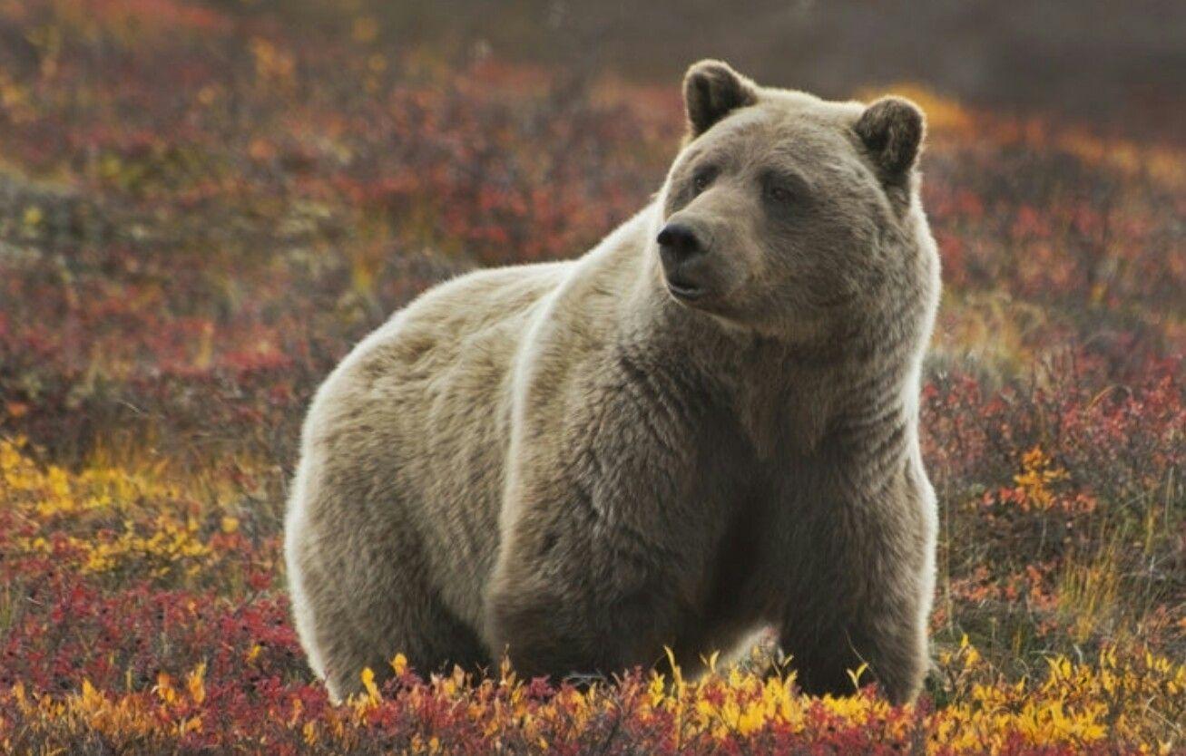 Grolar Bear Wallpapers - Wallpaper Cave