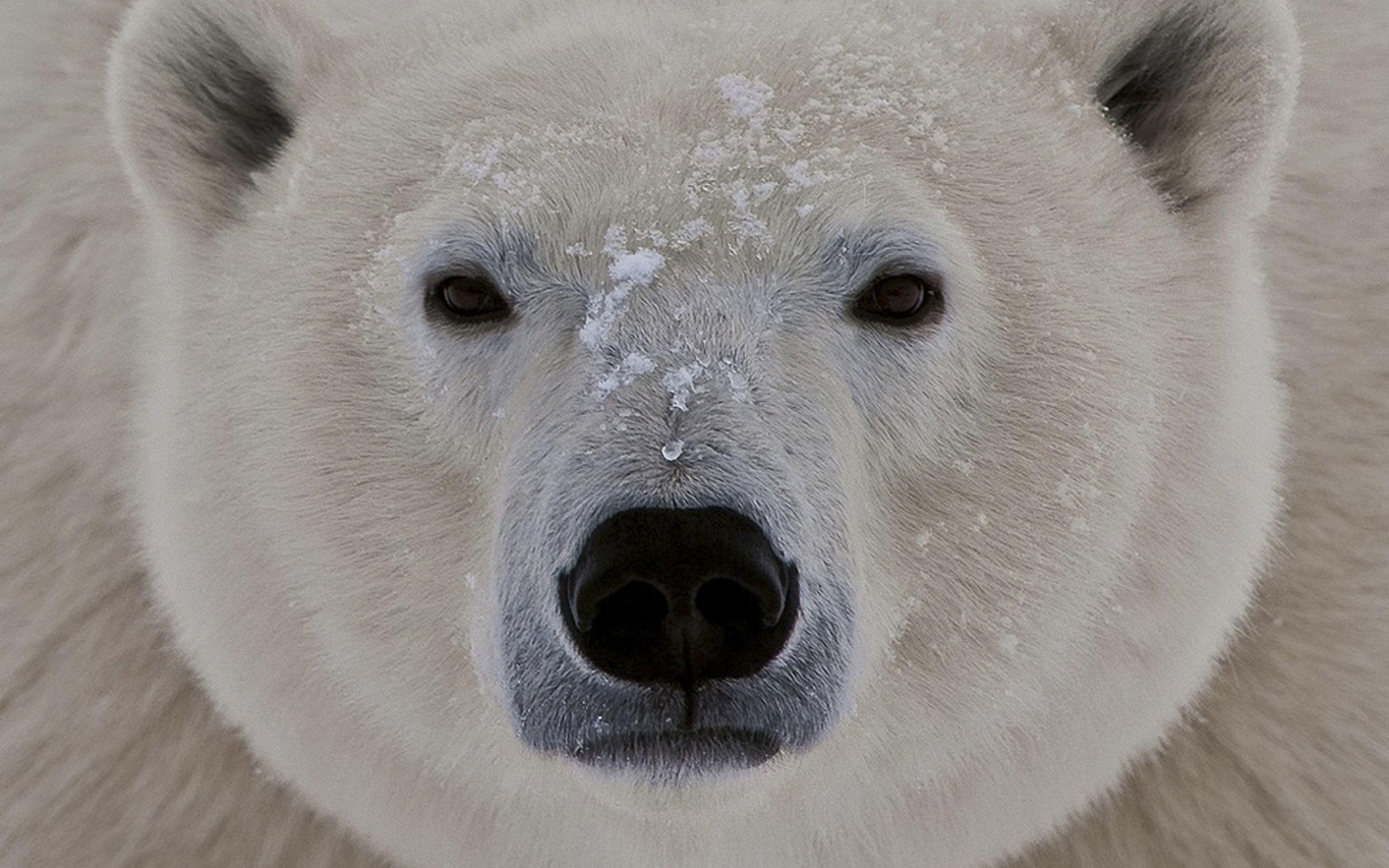 Grolar Bear Wallpapers - Wallpaper Cave