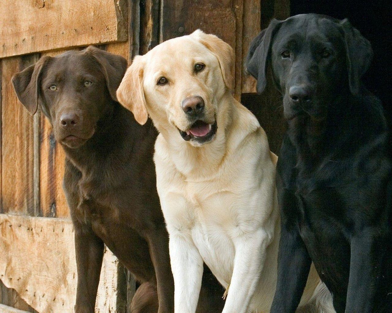 Lab Dogs Wallpapers - Wallpaper Cave